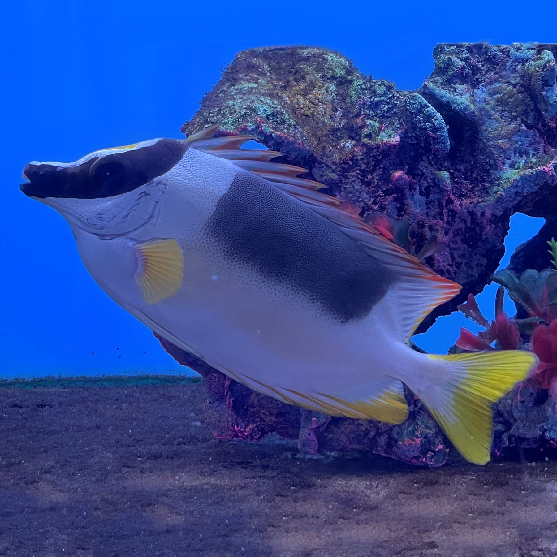 Magnificent Foxface Rabbitfish (Siganus magnificus) – Essex Marine Aquatics