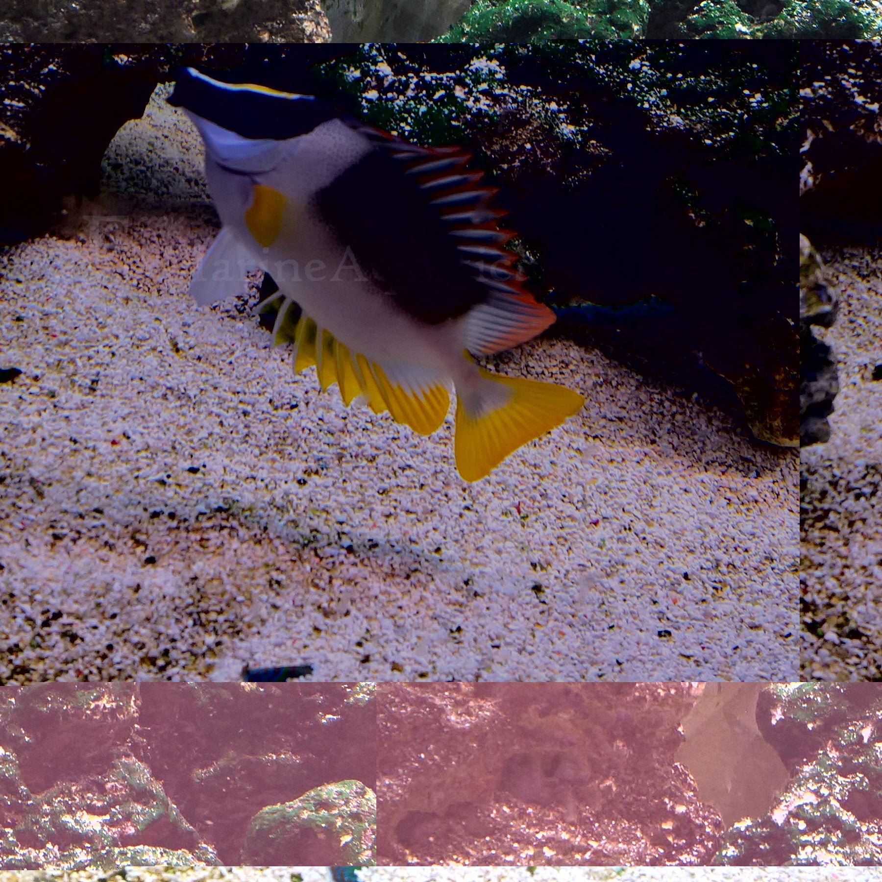 Magnificent Foxface Rabbitfish (Siganus magnificus) – Essex Marine Aquatics