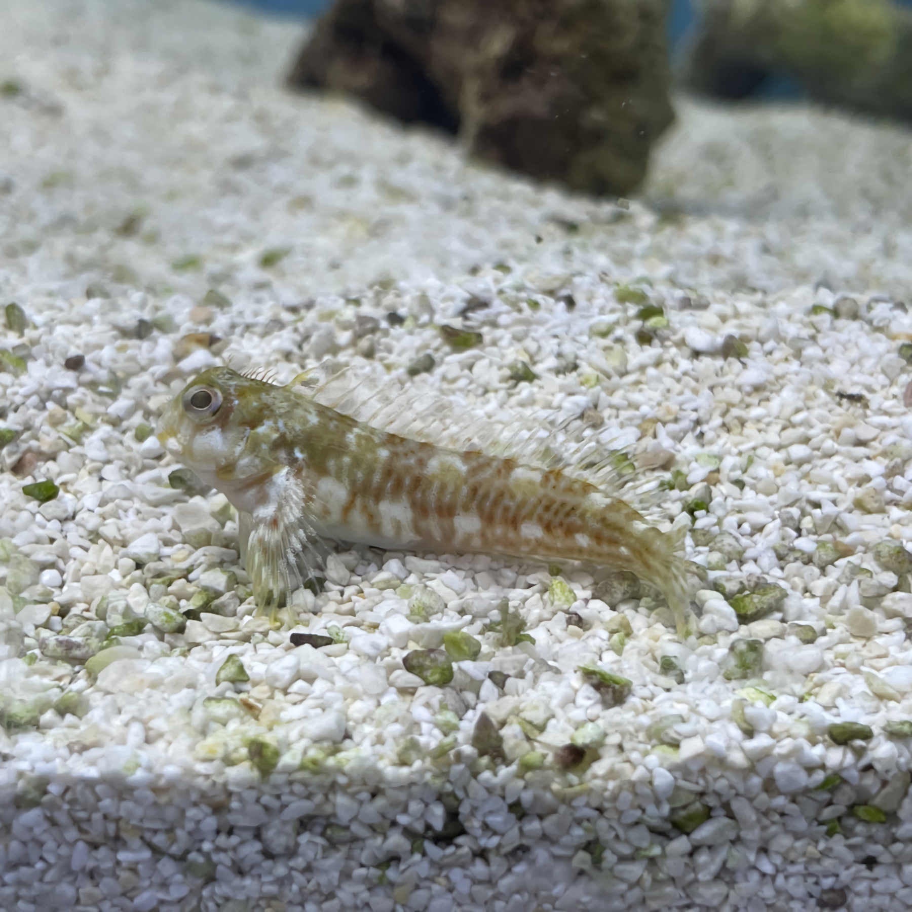 Molly Miller Blenny (Scartella cristata) – Essex Marine Aquatics