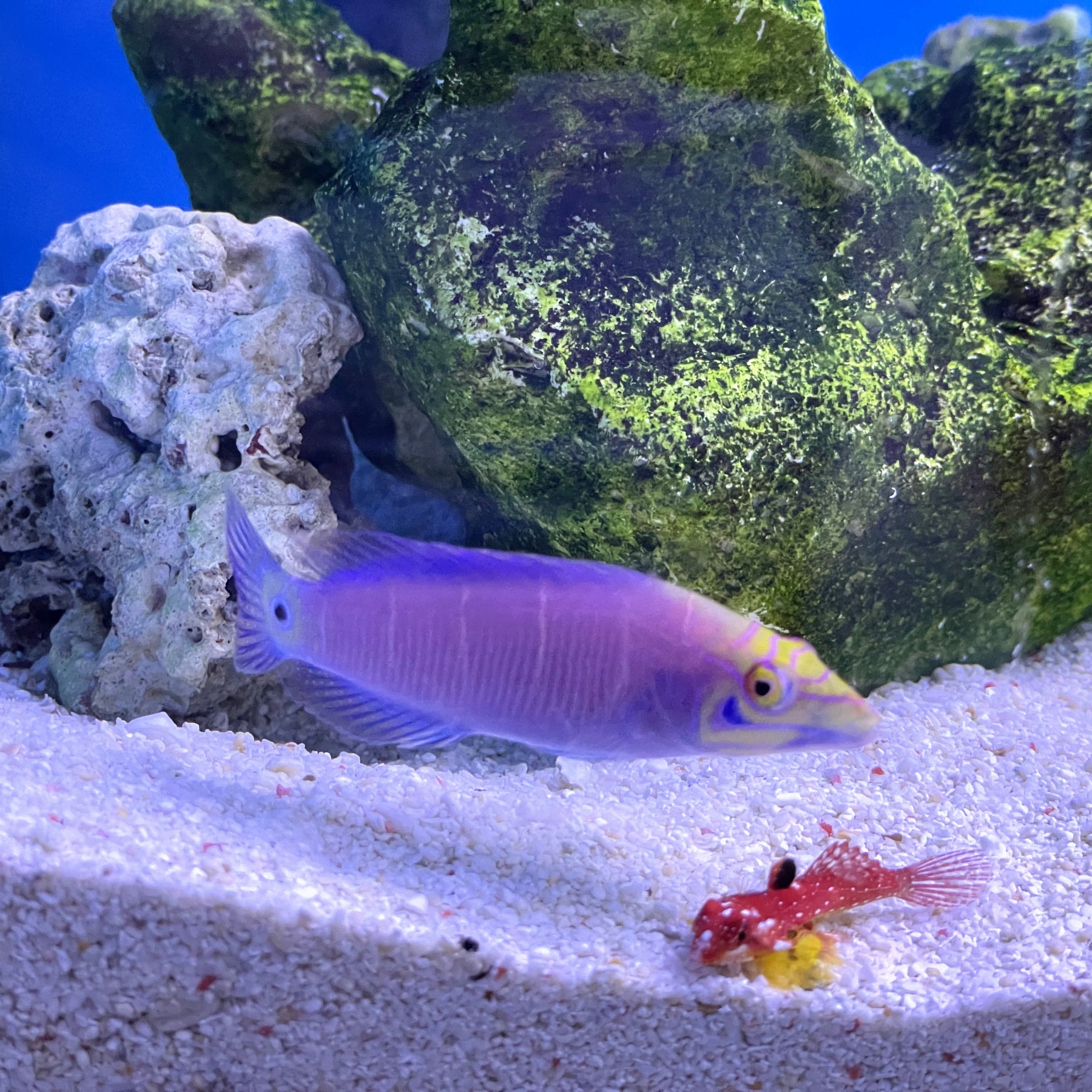 Mystery Wrasse (Pseudocheilinus ocellatus) – Essex Marine Aquatics