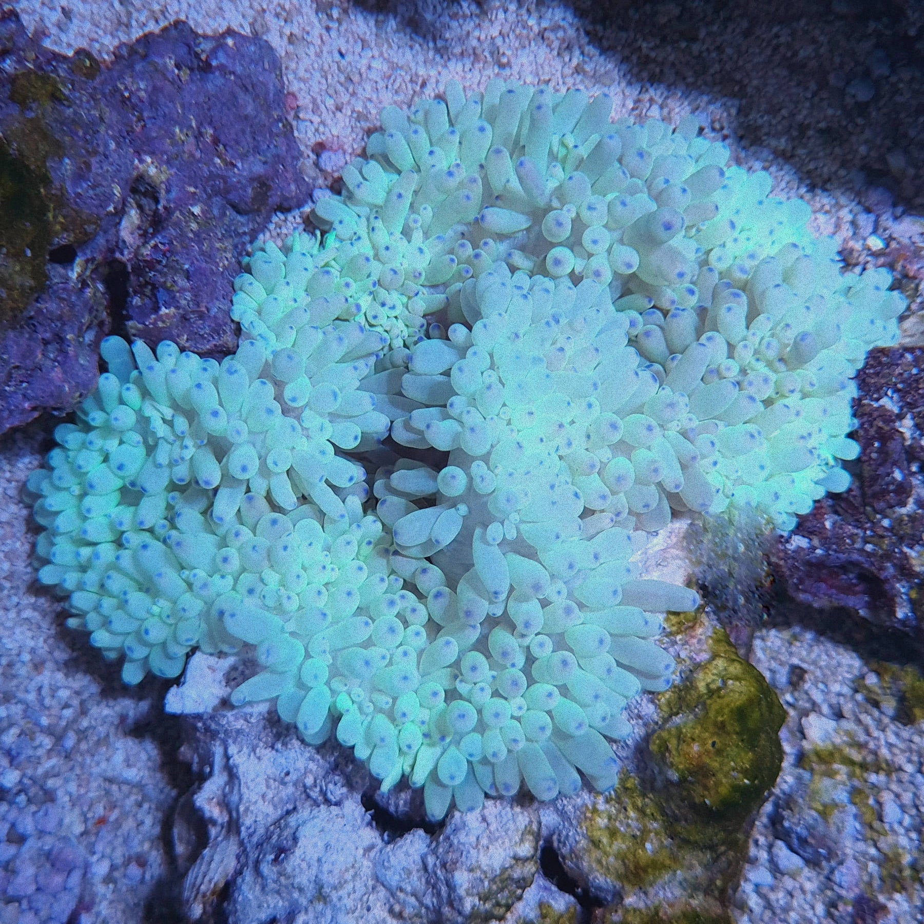 Sebae / Malu Anemone (Heteractis crispa) – Essex Marine Aquatics