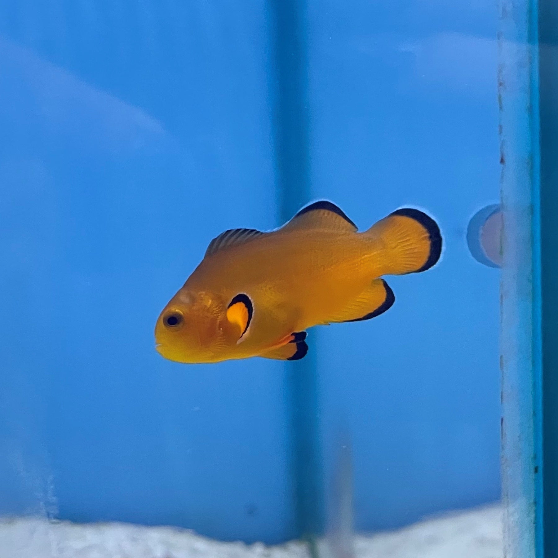 'Naked' Clownfish (Amphiprion ocellaris) – Essex Marine Aquatics