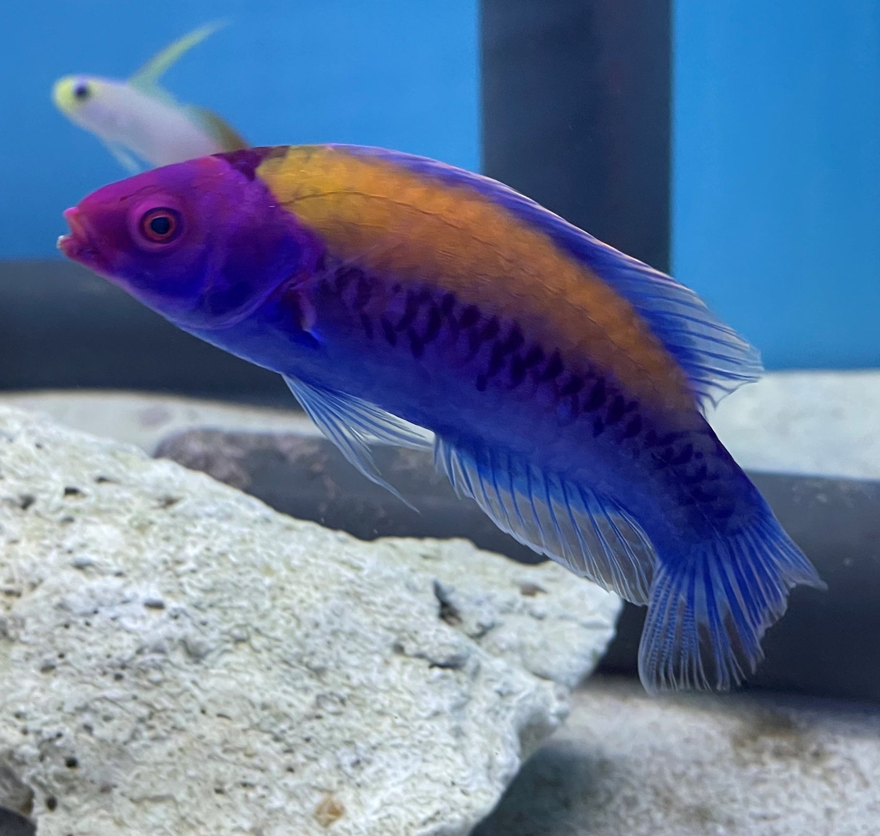 Orange Back Fairy Wrasse (Cirrhilabrus aurantidorsalis) – Essex Marine ...