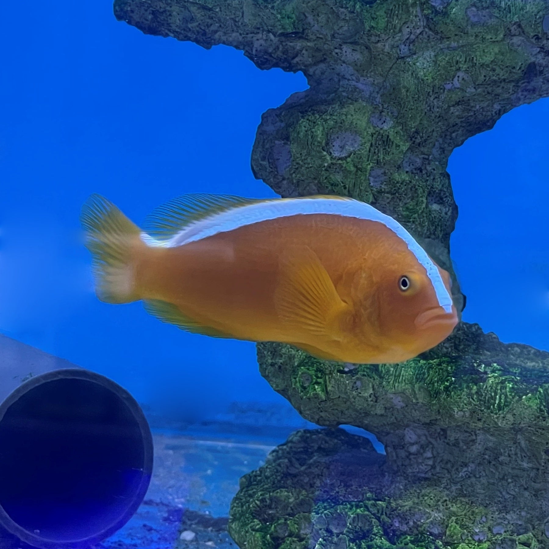 Orange Skunk Clownfish (Amphiprion sandaracinos) – Essex Marine Aquatics