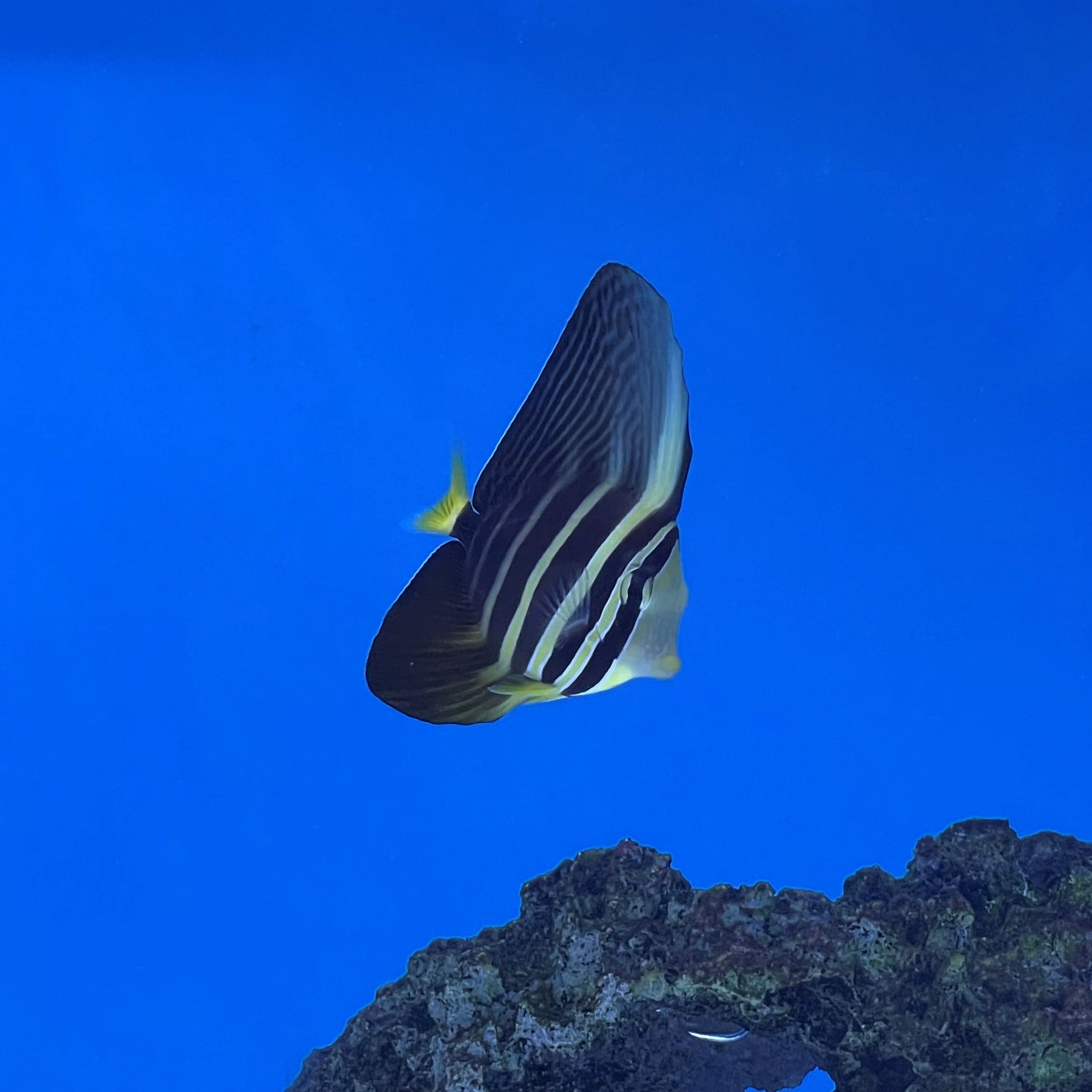 Pacific Sailfin Tang (Zebrasoma veliferum) Marine Fish – Essex Marine ...