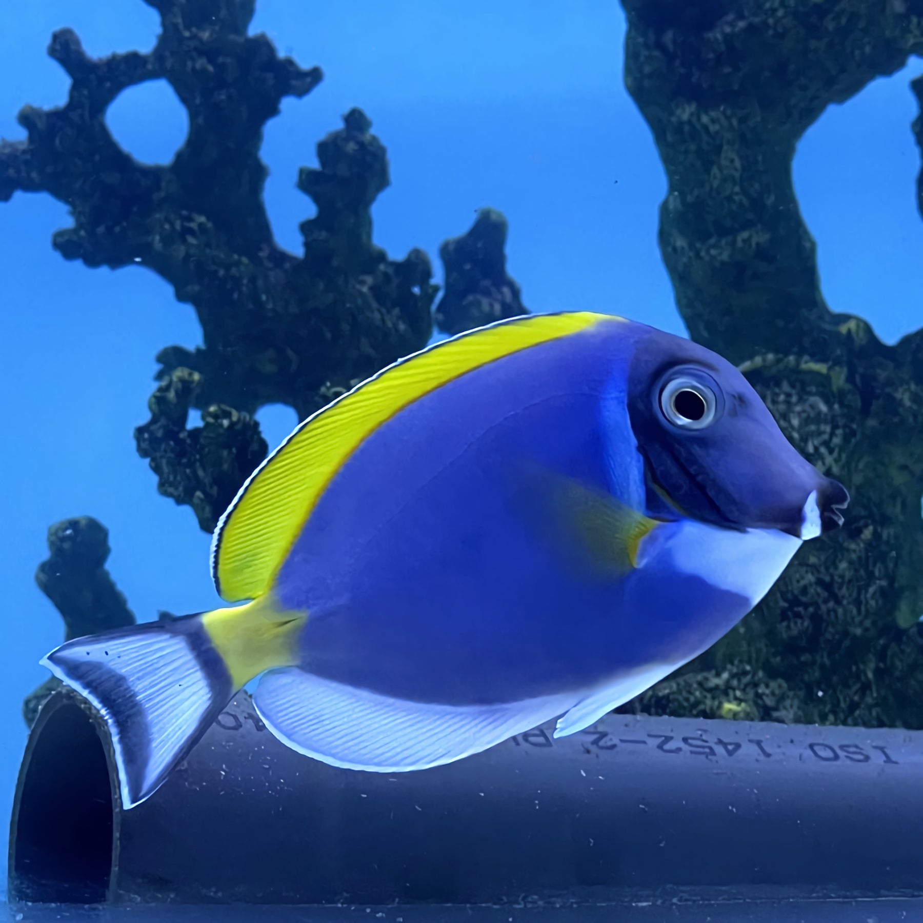 Powder Blue Tang (Acanthurus leucosternon) – Essex Marine Aquatics