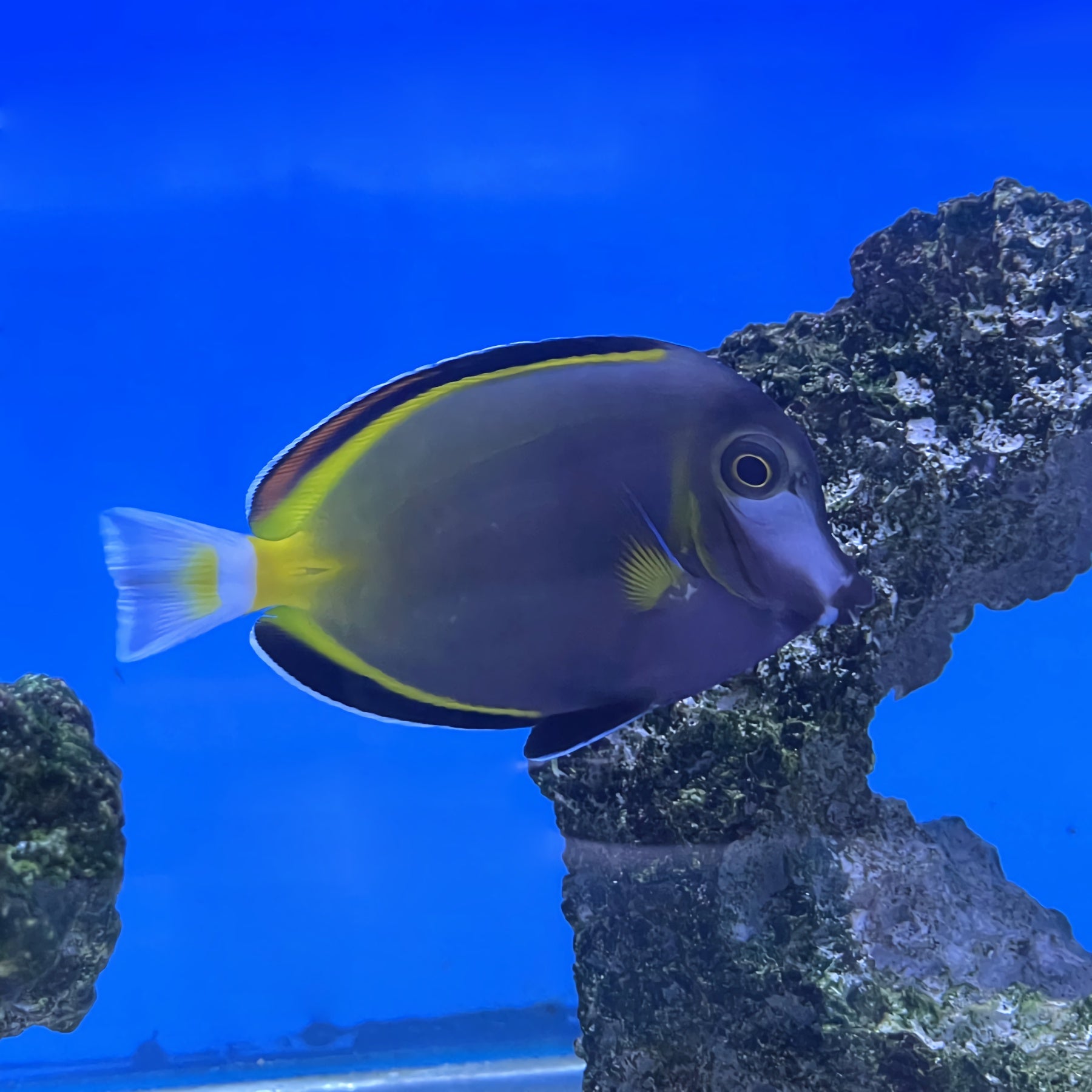 Powder Brown Tang (Acanthurus japonicus) – Essex Marine Aquatics