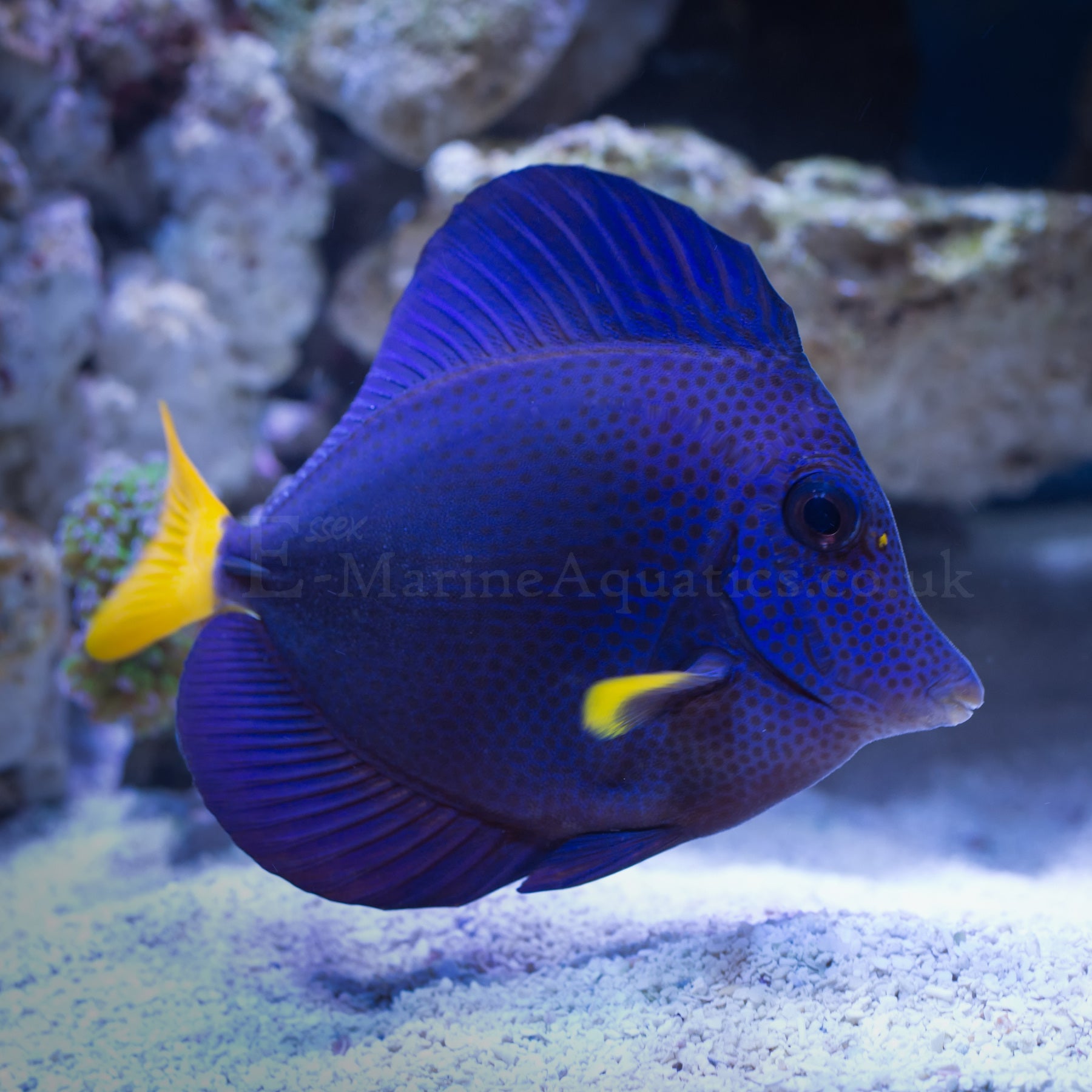 Yellow Tail Purple Tang (Zebrasoma xanthurum) – Essex Marine Aquatics