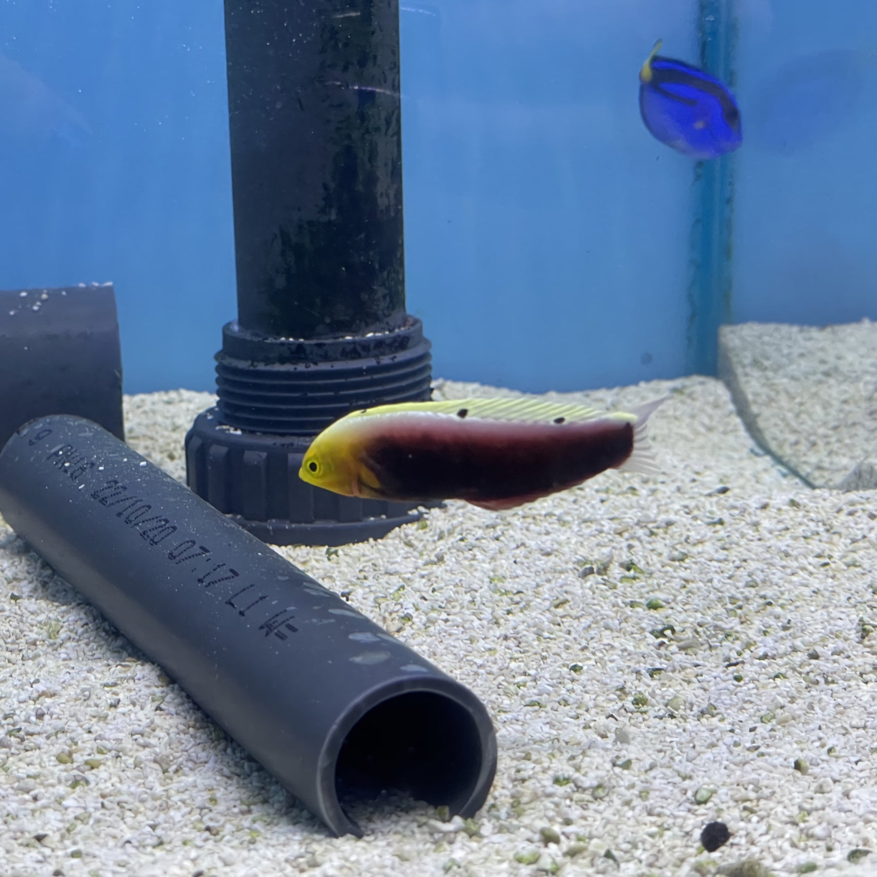Radiant Wrasse (Halichoeres iridis) – Essex Marine Aquatics