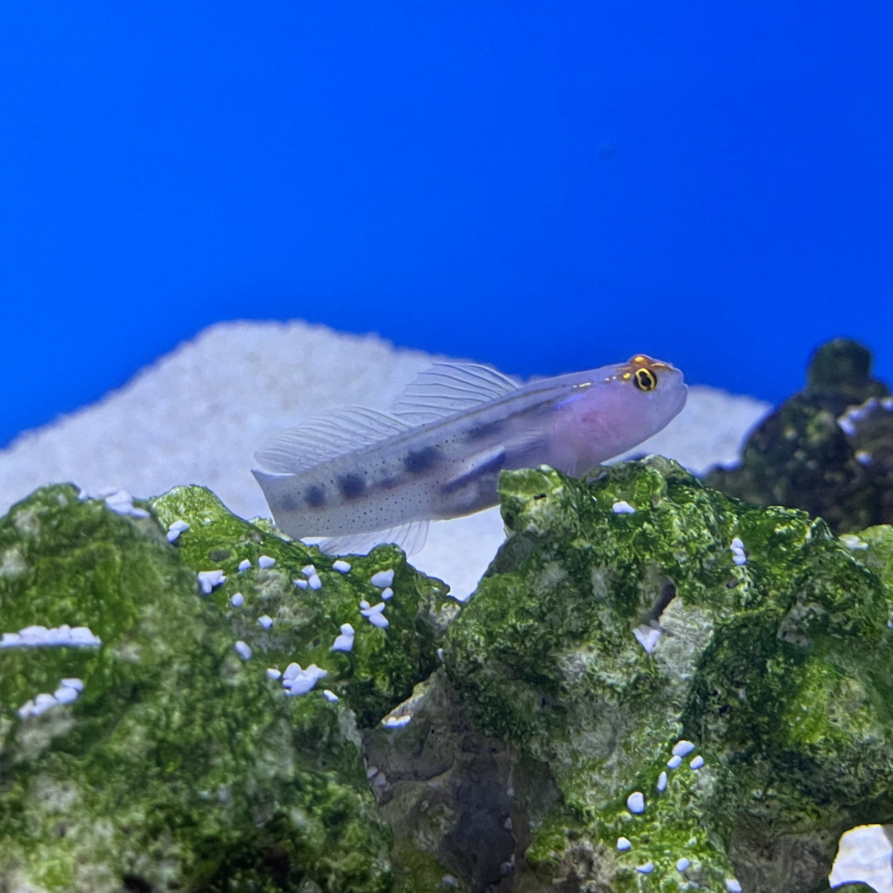Red Head Goby (Elacatinus puncticulatus) – Essex Marine Aquatics