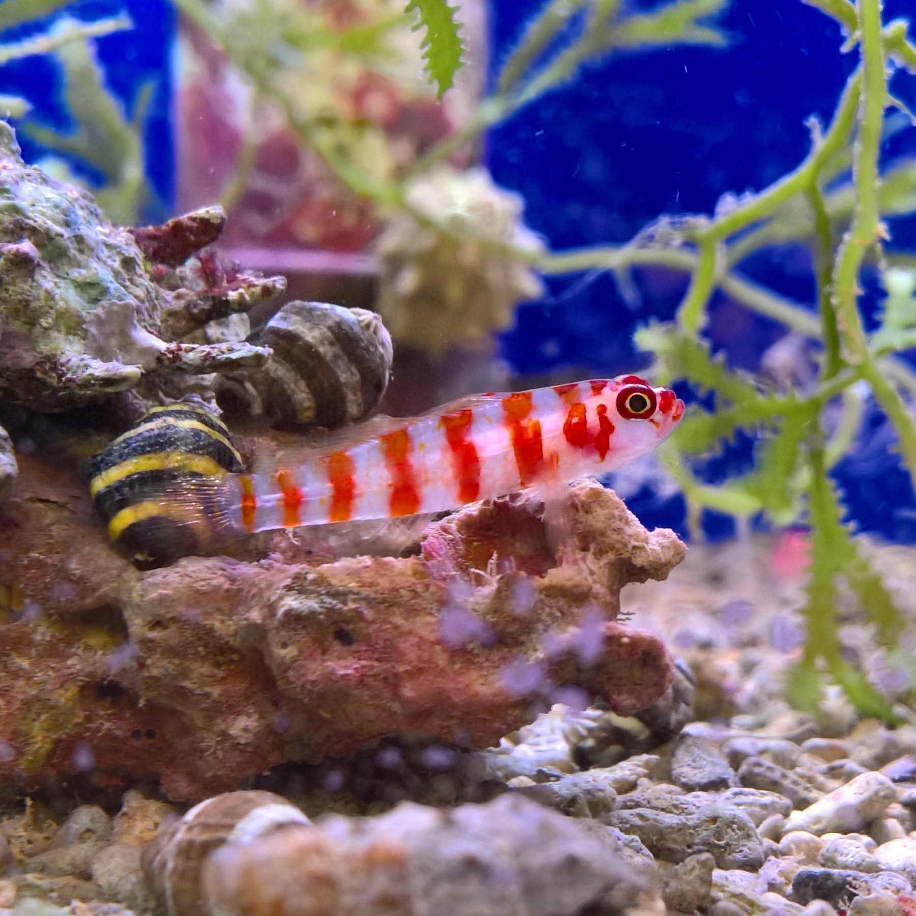 Striped Trimma Goby (Trimma cana) – Essex Marine Aquatics