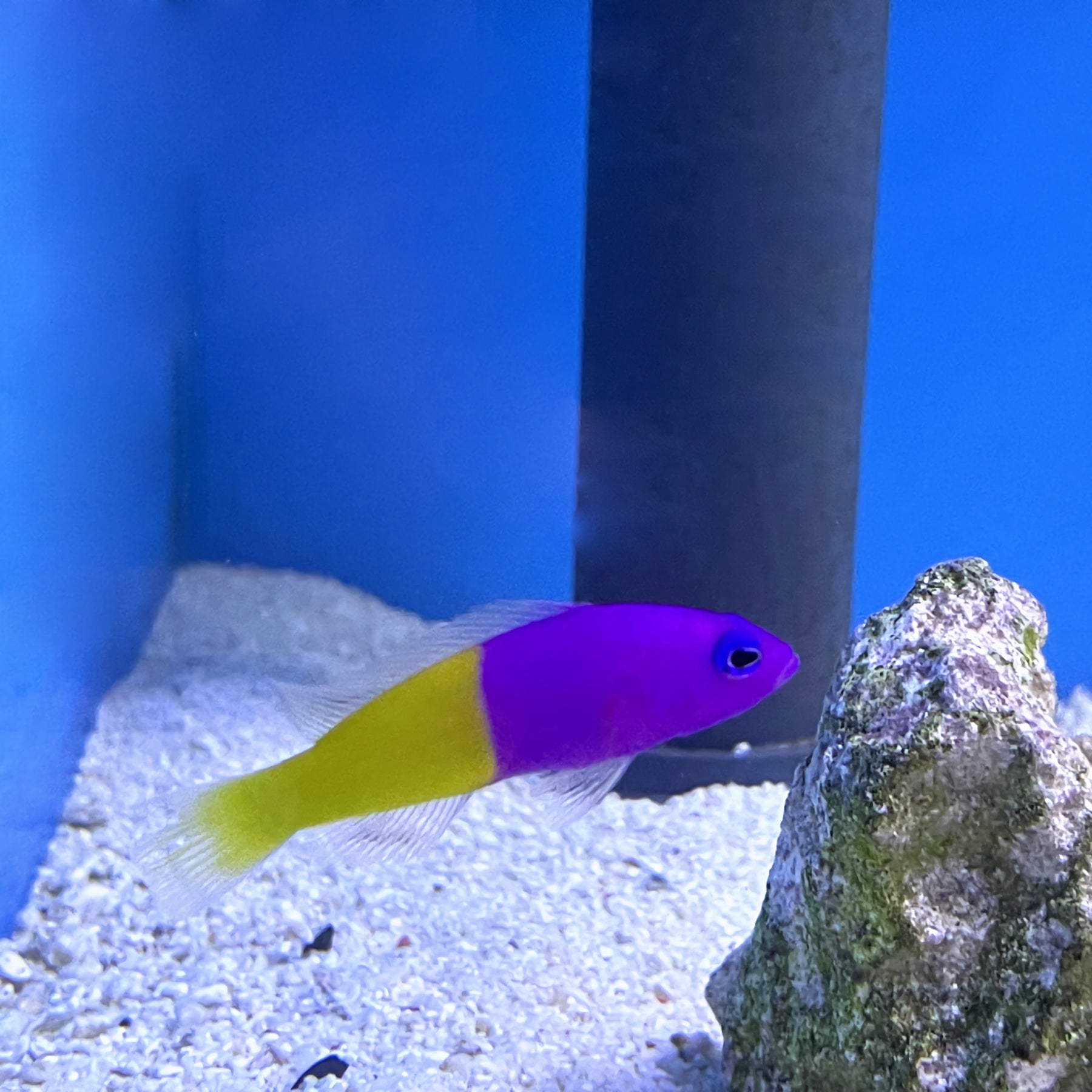 Royal Dottyback / False Gramma (Pictichromis paccagnellae) – Essex ...