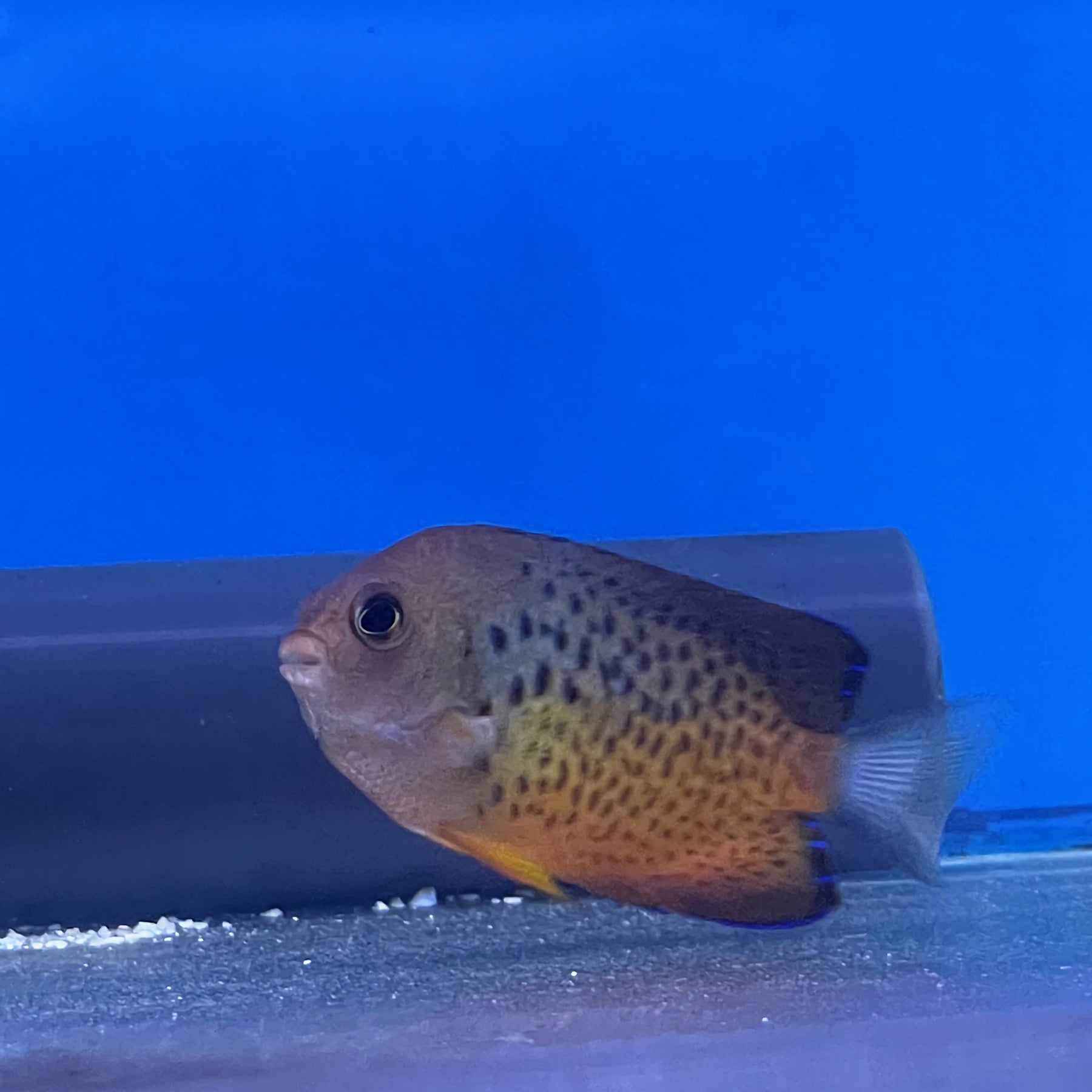 Rusty Angelfish (Centropyge ferrugata) – Essex Marine Aquatics