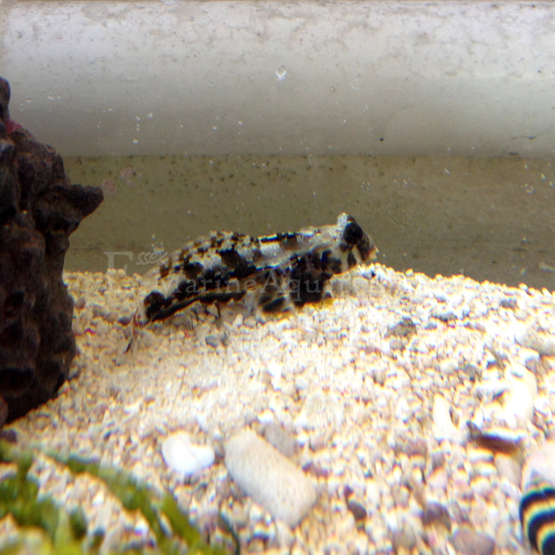 Scooter Blenny / Scooter Dragonet (Synchiropus ocellatus) – Essex ...