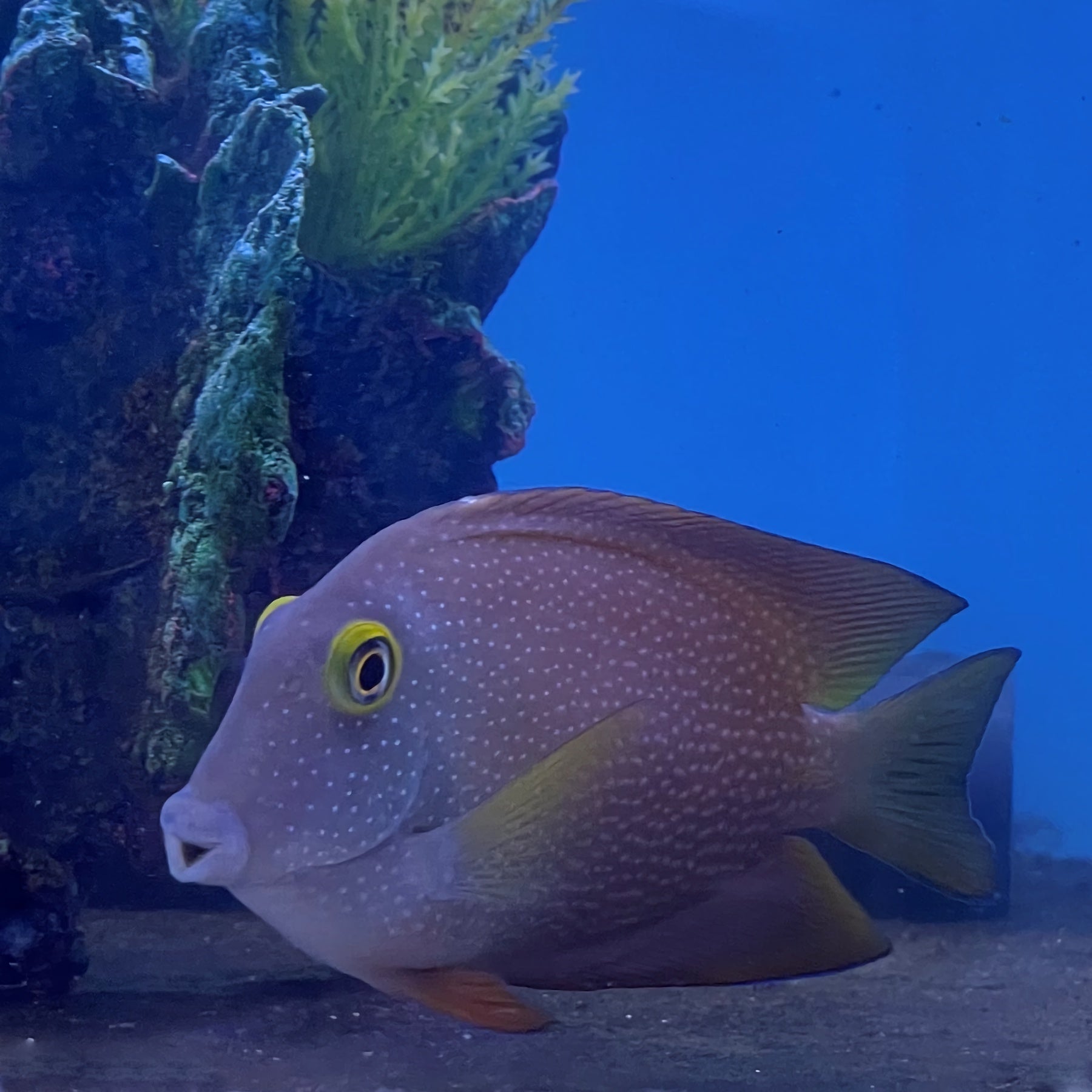 Silver Spot Tang Bristle Tooth Tang (Ctenochaetus truncatus) – Essex ...