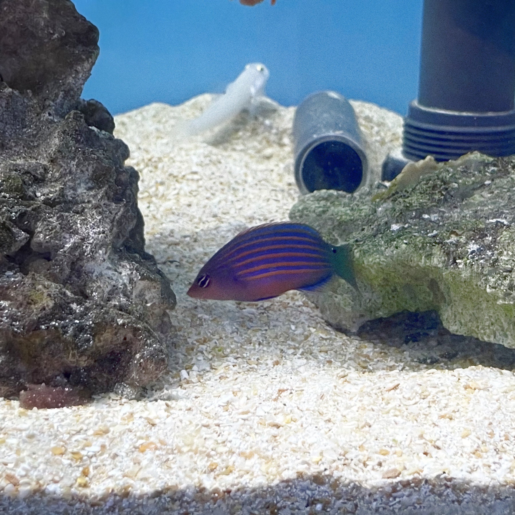Six Line Wrasse (Pseudocheilinus hexataenia) – Essex Marine Aquatics