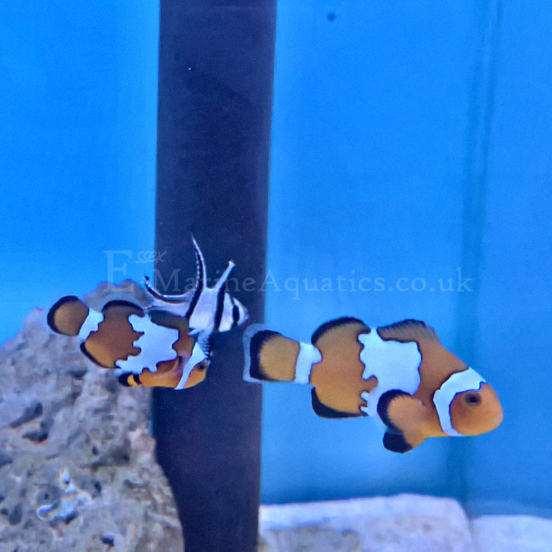 Snowflake Clownfish Pair Ocellaris ClownFish Reef Aquarium