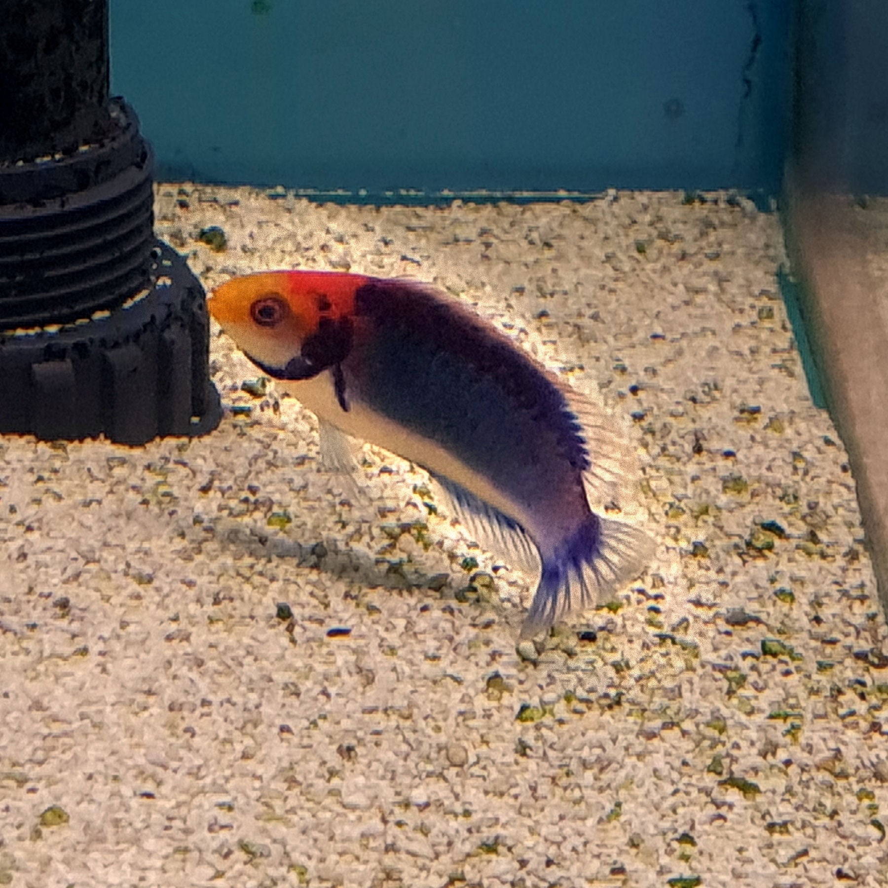 Solar Wrasse / Koi Dwarf Parrot (Cirrhilabrus solorensis) – Essex ...