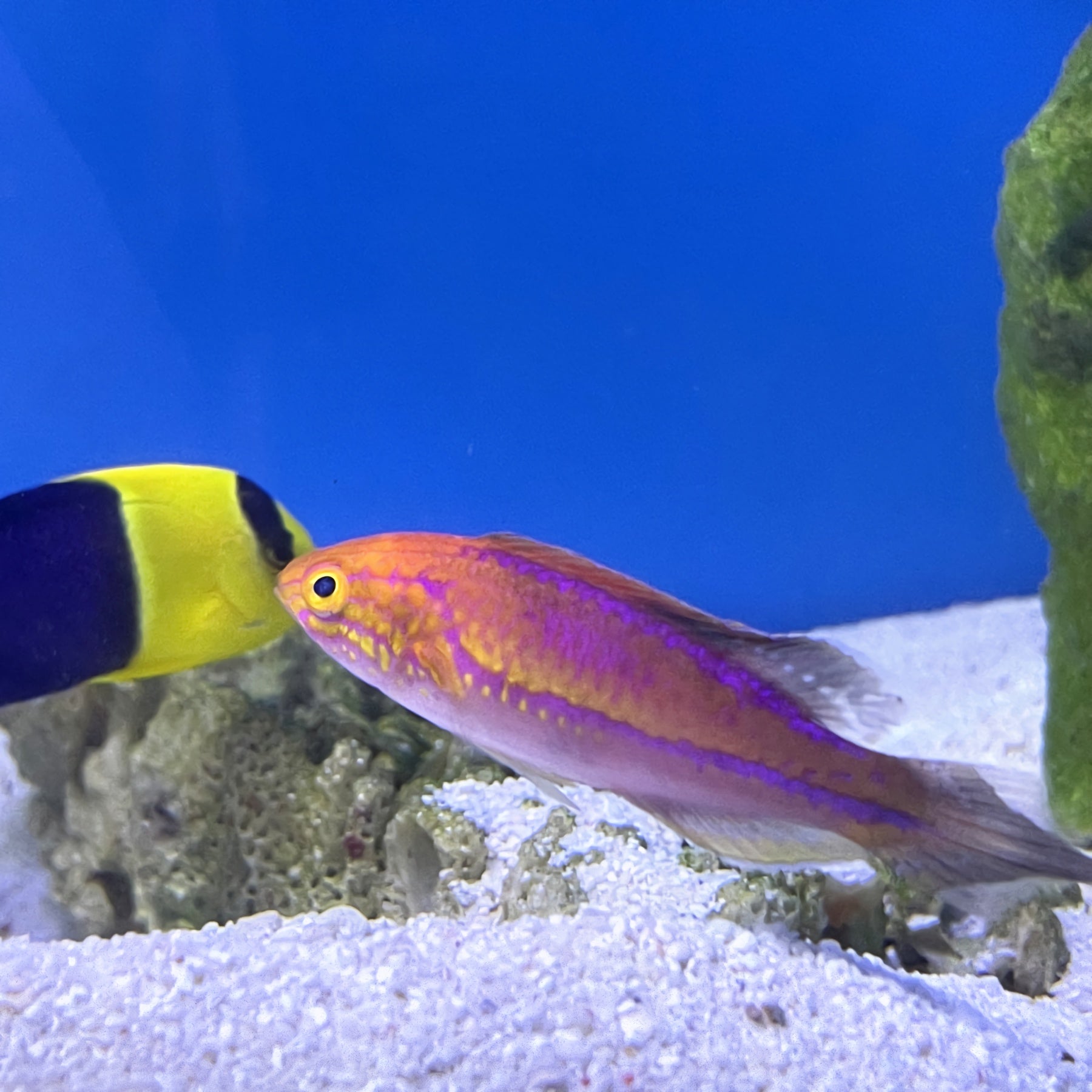Splendid Pintail Wrasse (Cirrhilabrus isosceles) – Essex Marine Aquatics