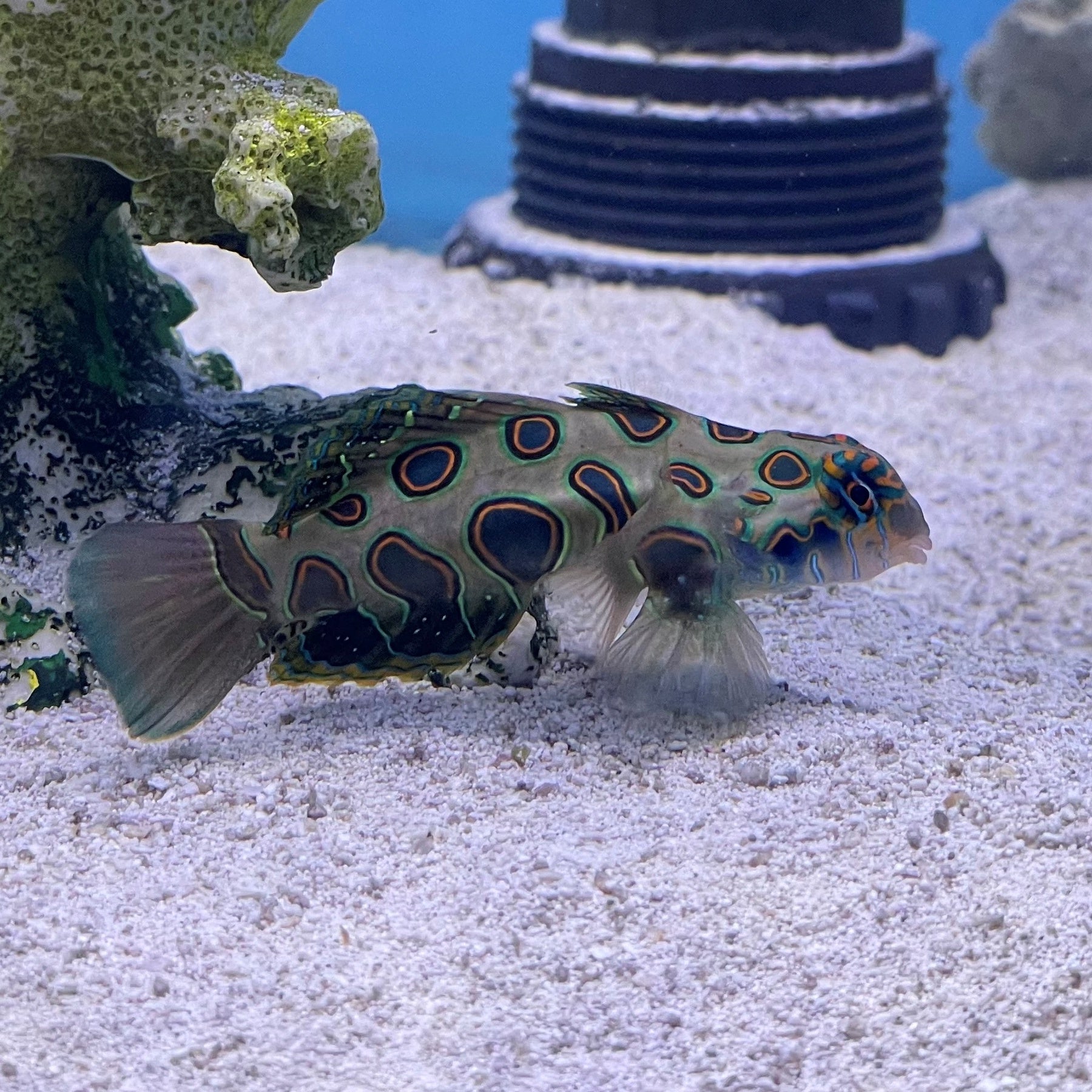 Spotted Mandarin (Synchiropus picturatus) – Essex Marine Aquatics