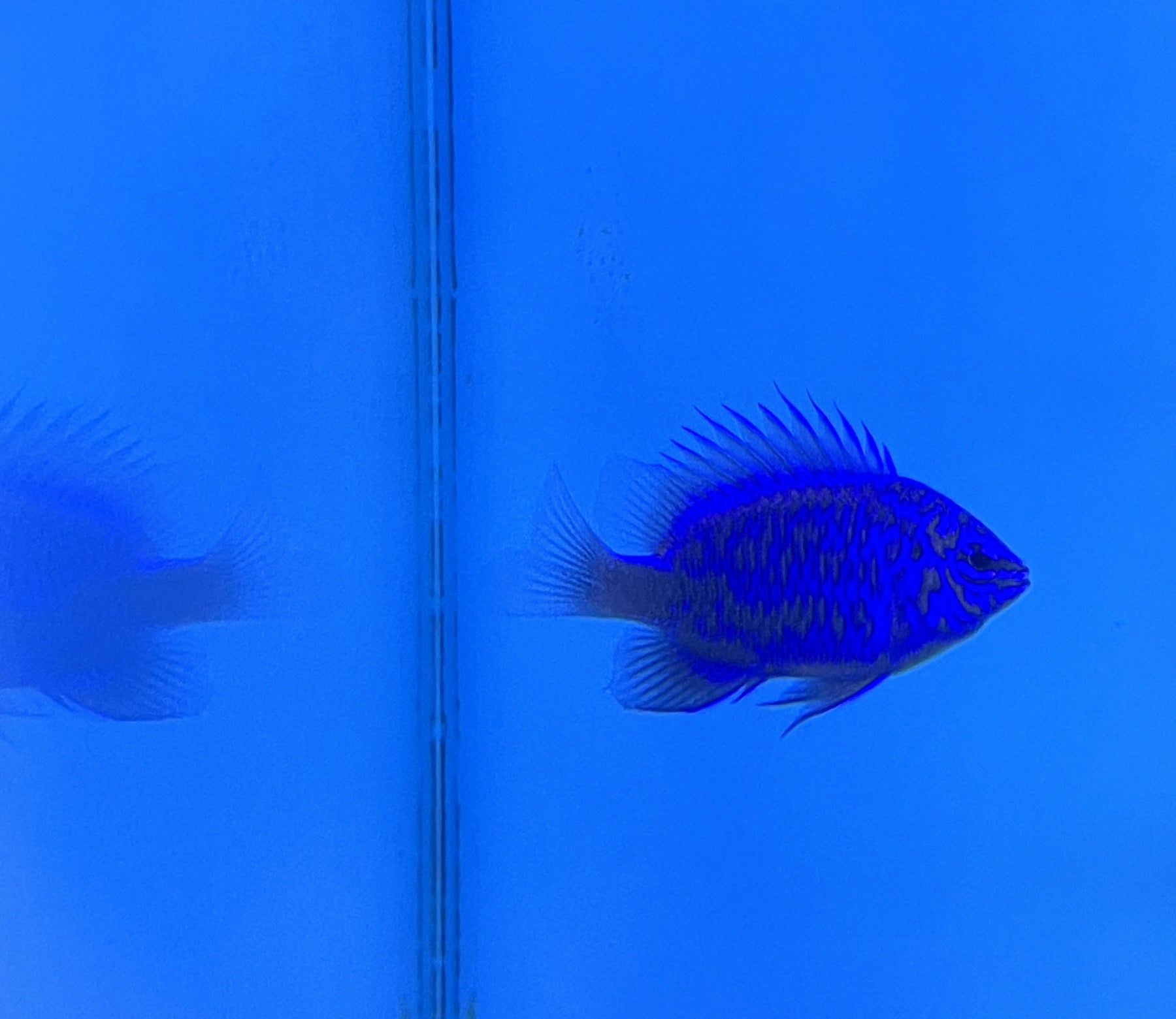 Springeri Damsel (Chrysiptera cf. springeri) – Essex Marine Aquatics