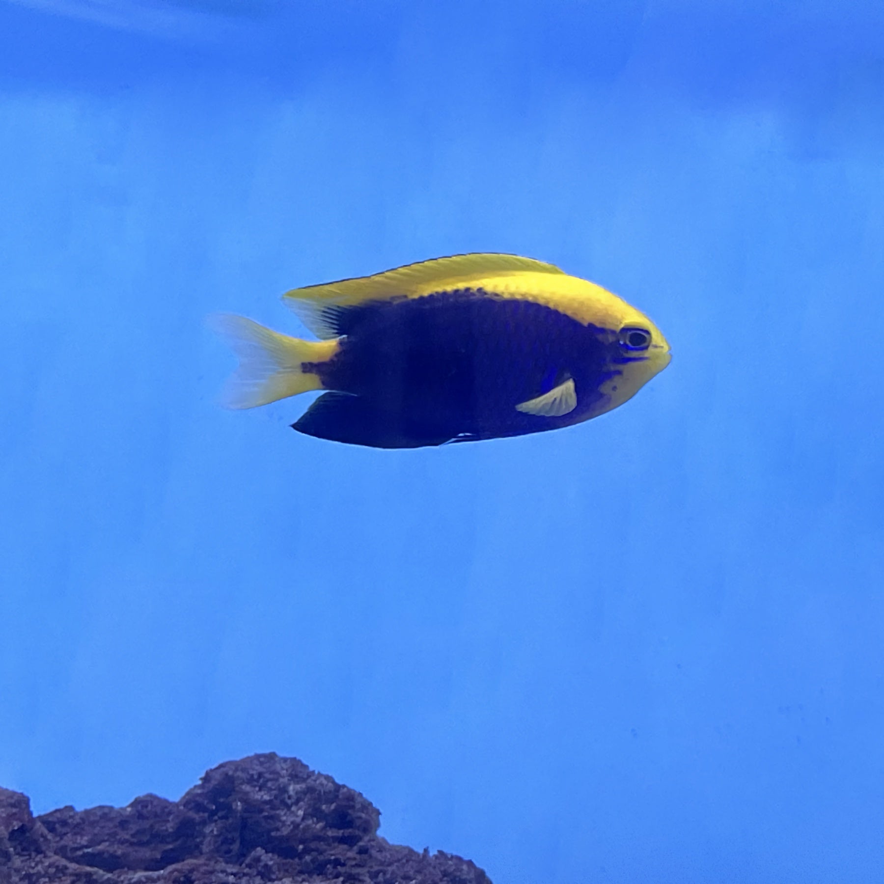 Starckii Damsel (Chrysiptera starcki) – Essex Marine Aquatics