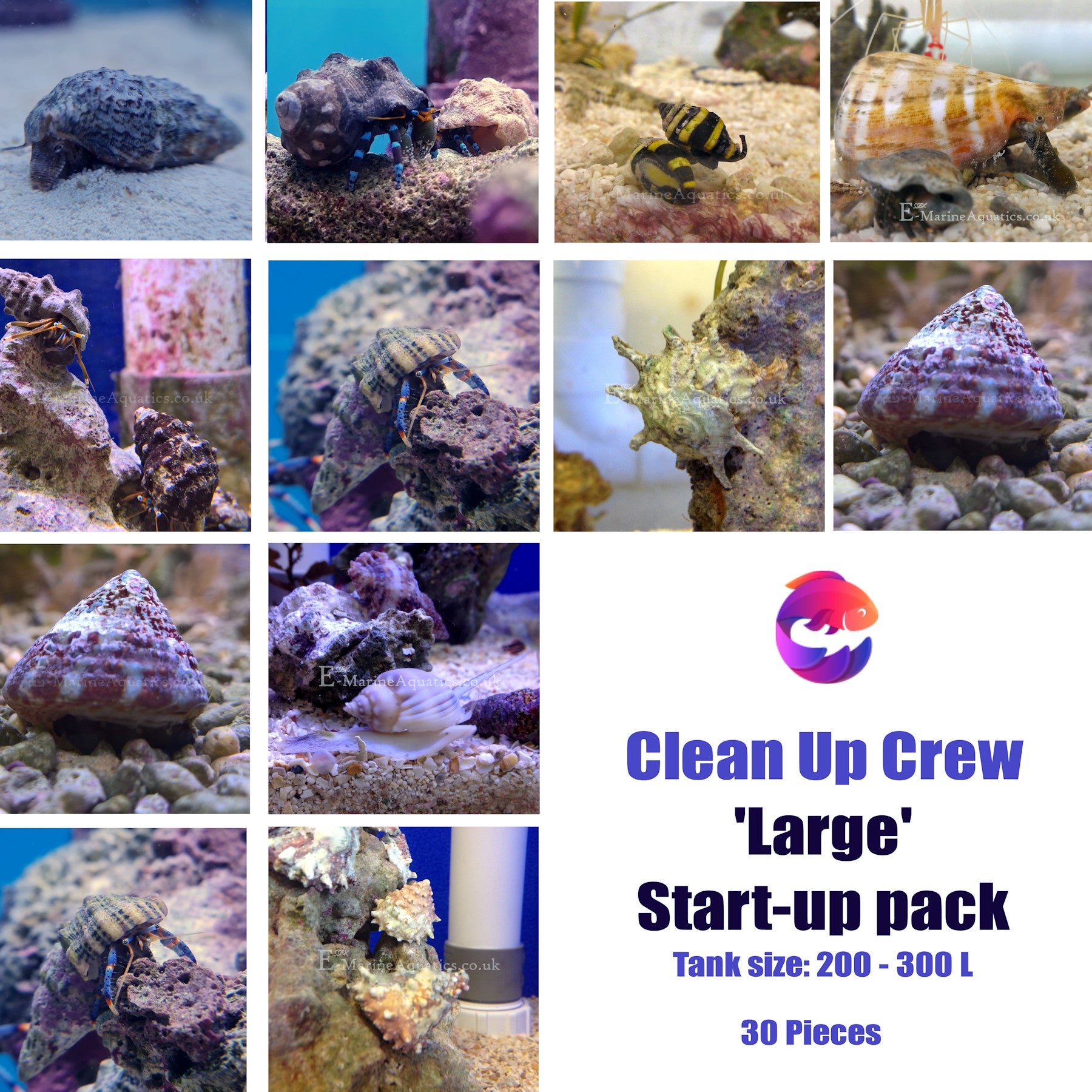 Start-up 'Clean up Crew' Pack (200 - 300L) LARGE – Essex Marine Aquatics