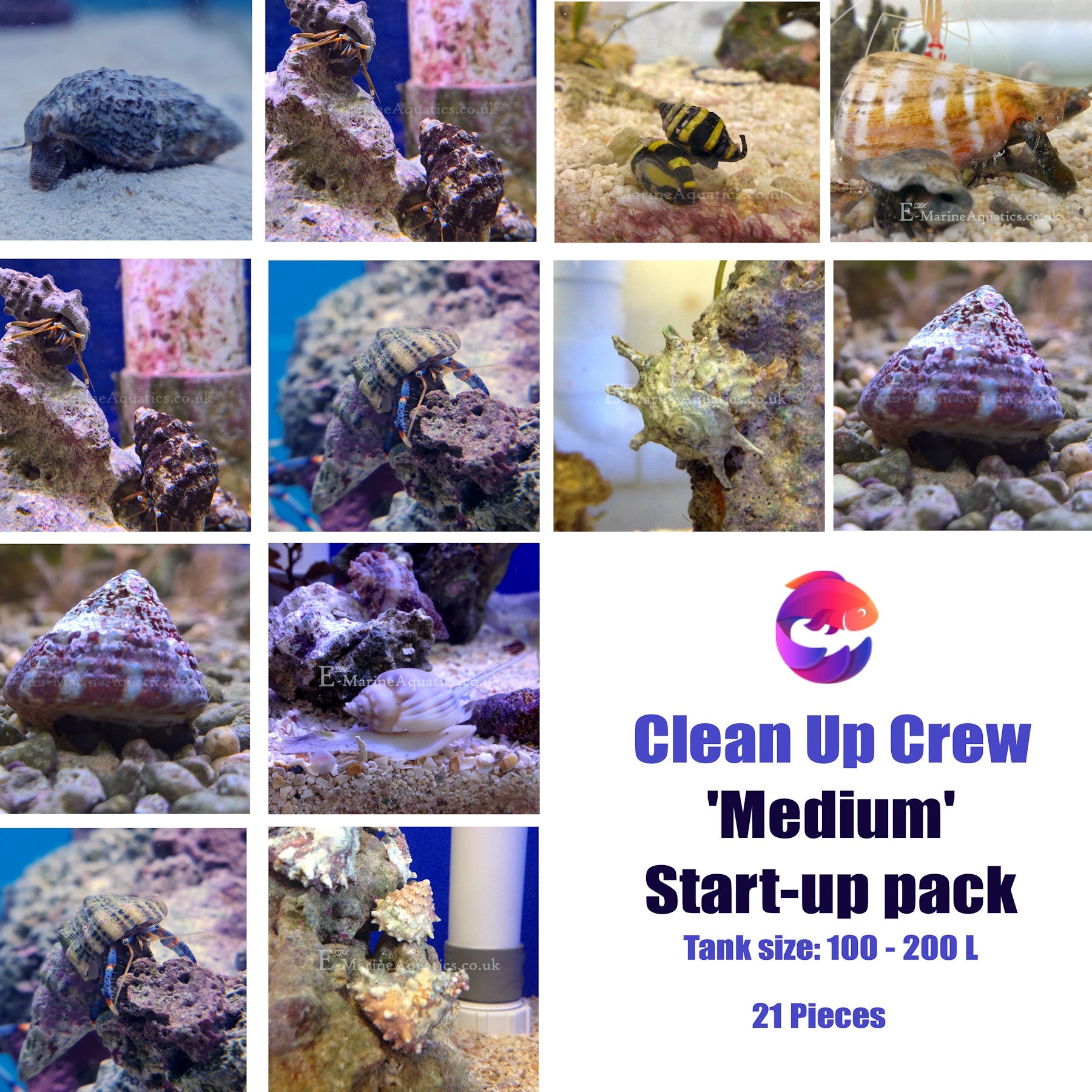 Start-up 'Clean up Crew' Pack (100 - 200L) MEDIUM – Essex Marine Aquatics
