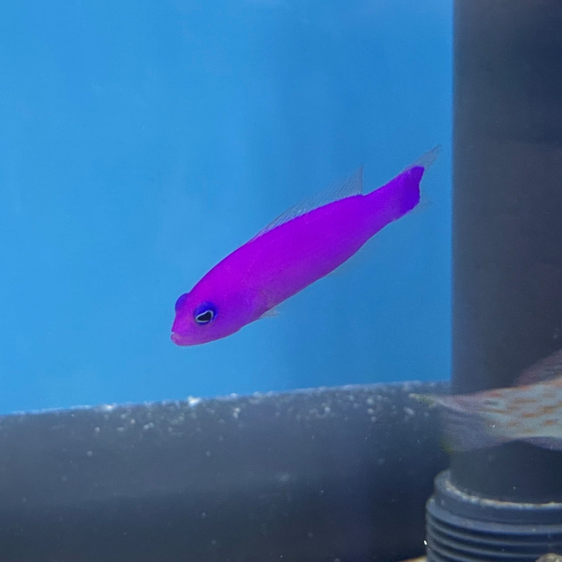 Strawberry Basslet (Pictichromis porphyrea) – Essex Marine Aquatics