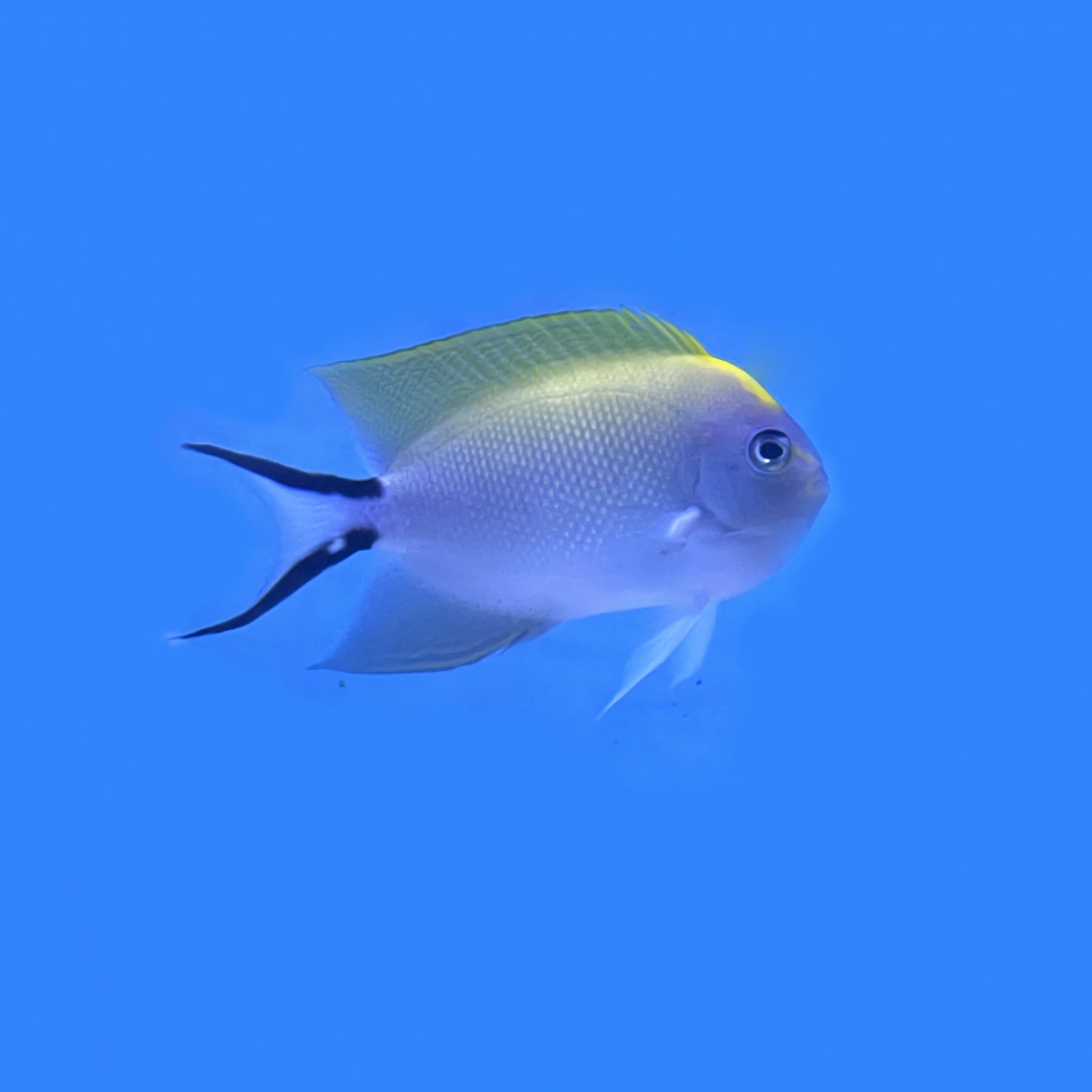 Swallowtail Angelfish - Female (Genicanthus melanospilos) – Essex ...