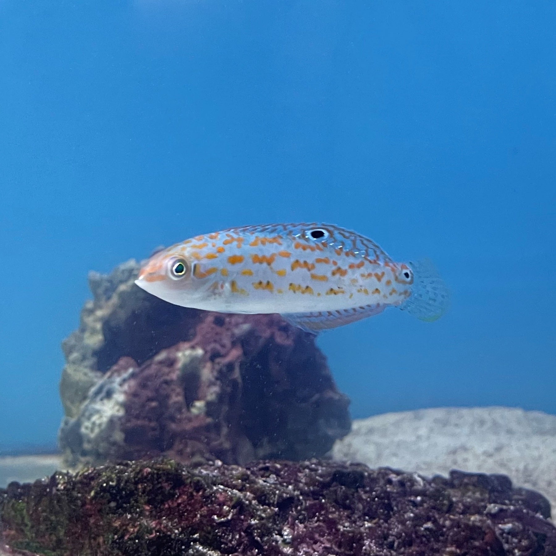 Timor Wrasse (Halichoeres timorensis) – Essex Marine Aquatics