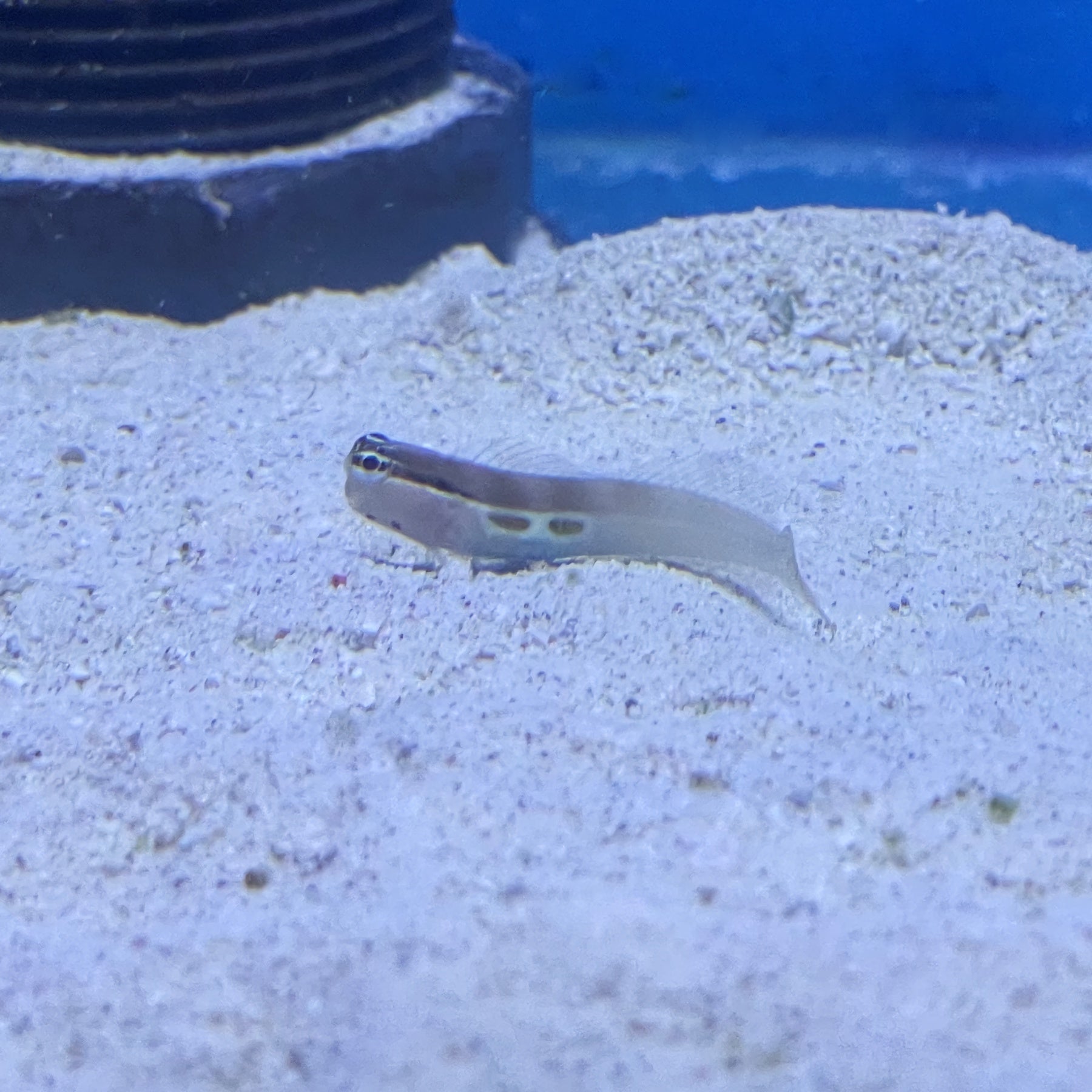 Two Spot Blenny (Ecsenius bimaculatus) – Essex Marine Aquatics