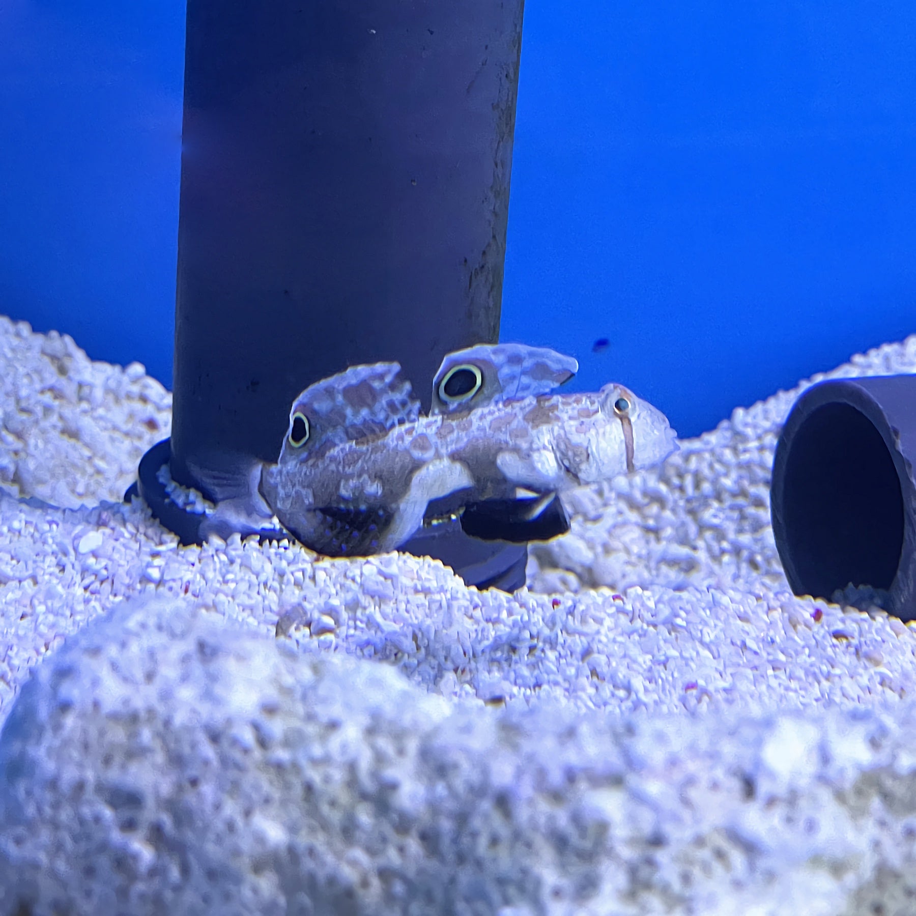 Two Spot Goby (Signigobius biocellatus) – Essex Marine Aquatics
