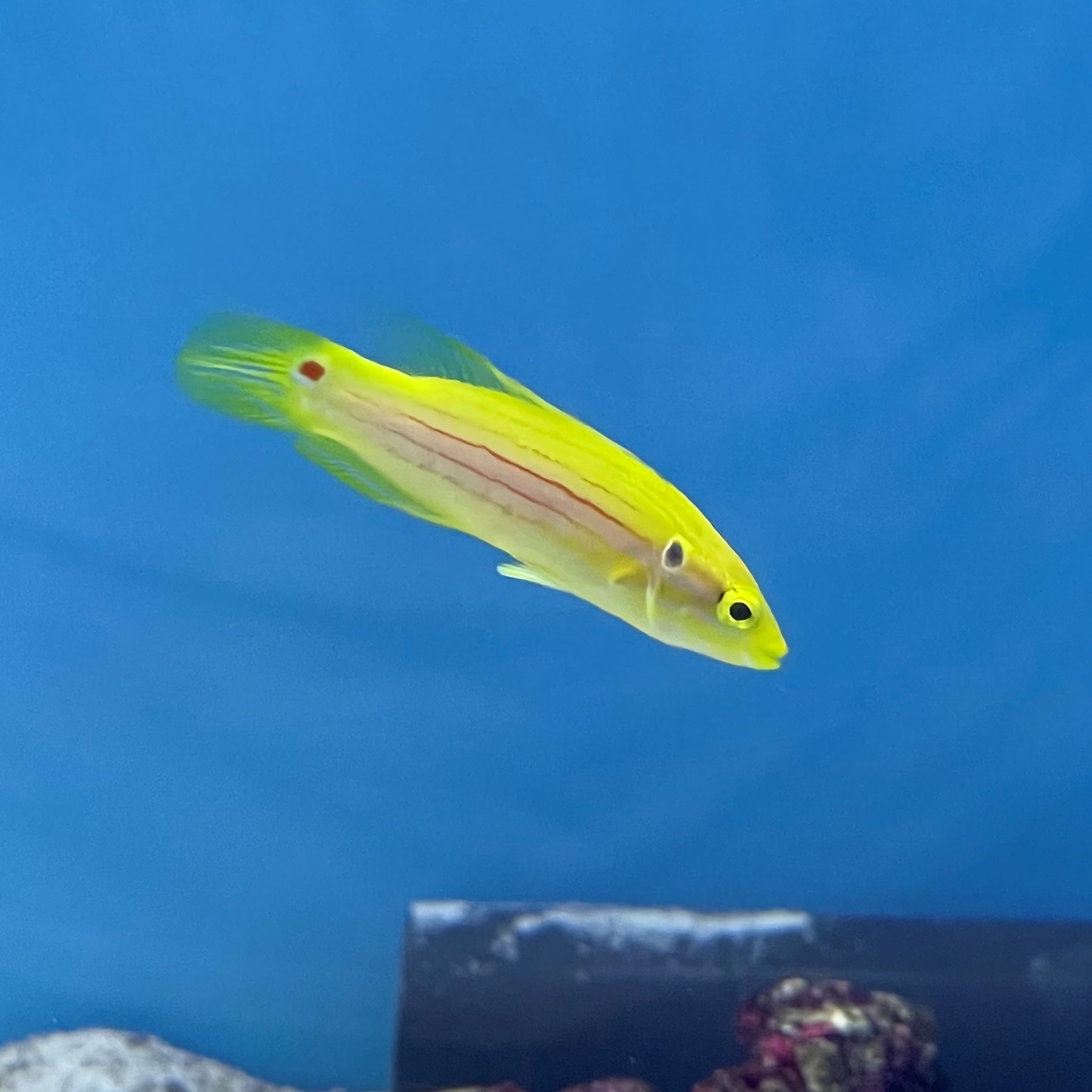 Two Spot Hogfish (Bodianus bimaculatus) – Essex Marine Aquatics