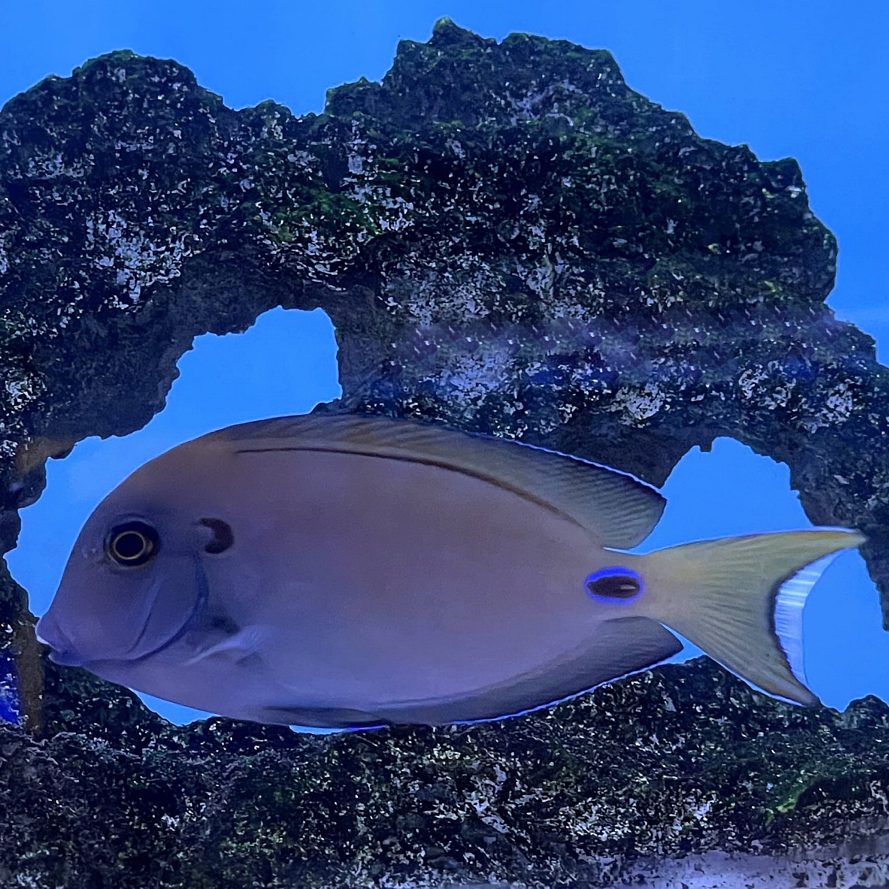 Vampire Tang (Acanthurus tennenti) – Essex Marine Aquatics