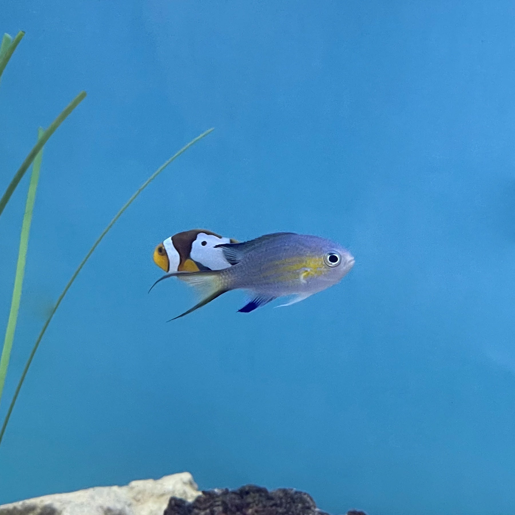 Vanderbilt Chromis (Chromis vanderbuilti) – Essex Marine Aquatics