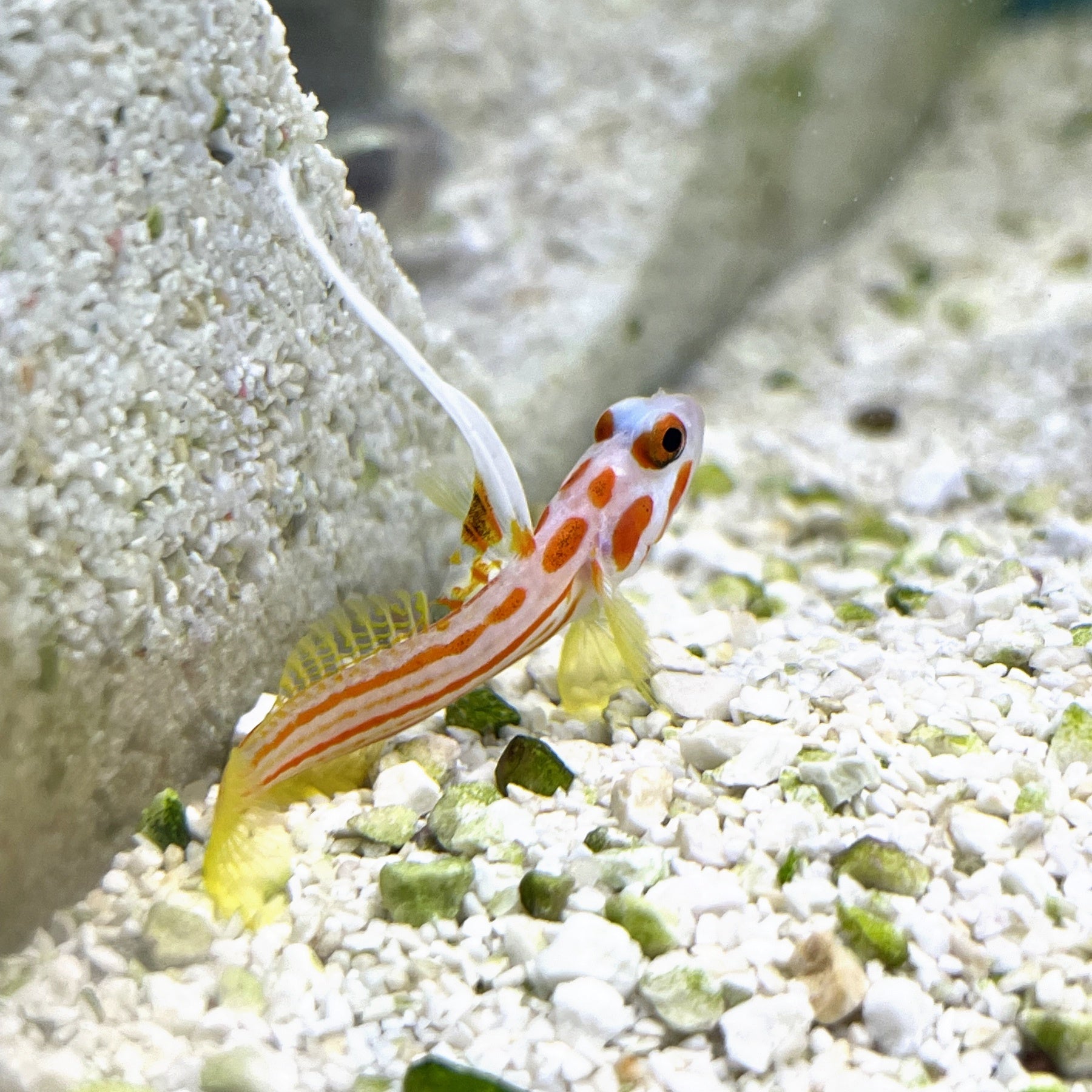 Yasha Goby (Stonogobiops yasha) – Essex Marine Aquatics