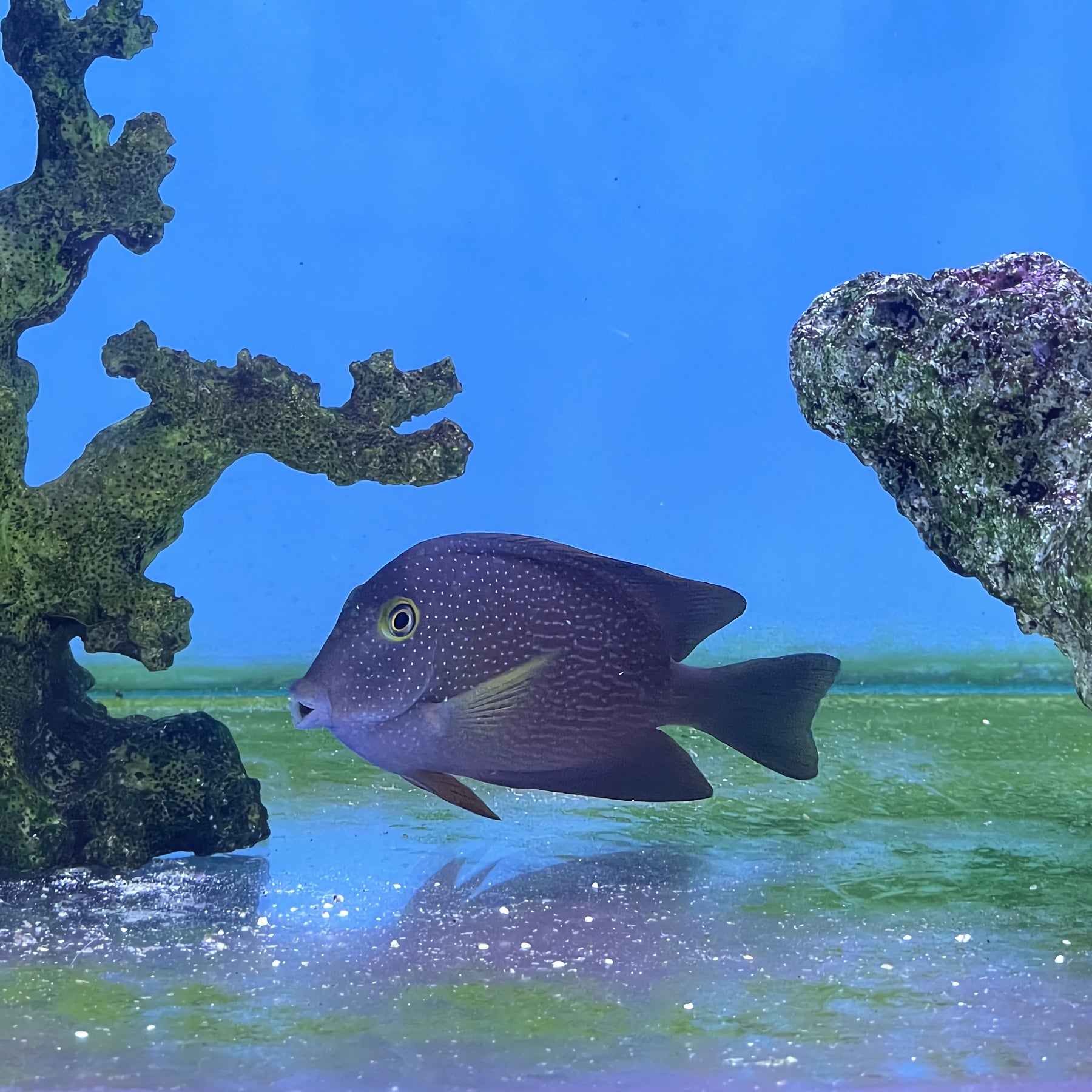 Yellow Eye Kole / Bristle Tooth Tang (Ctenochaetus strigosus) – Essex ...