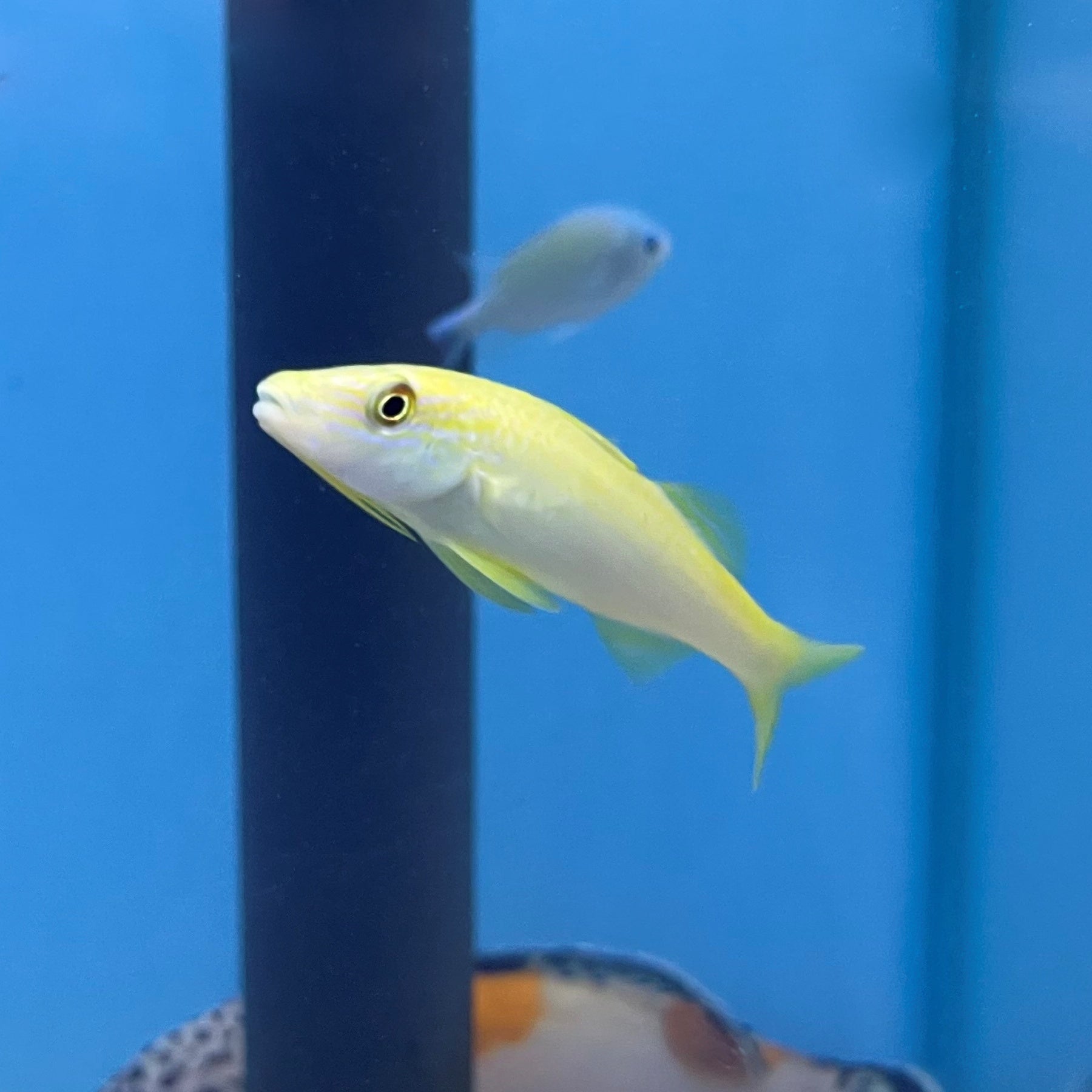 Yellow Goatfish (Parupeneus cyclostomus) – Essex Marine Aquatics