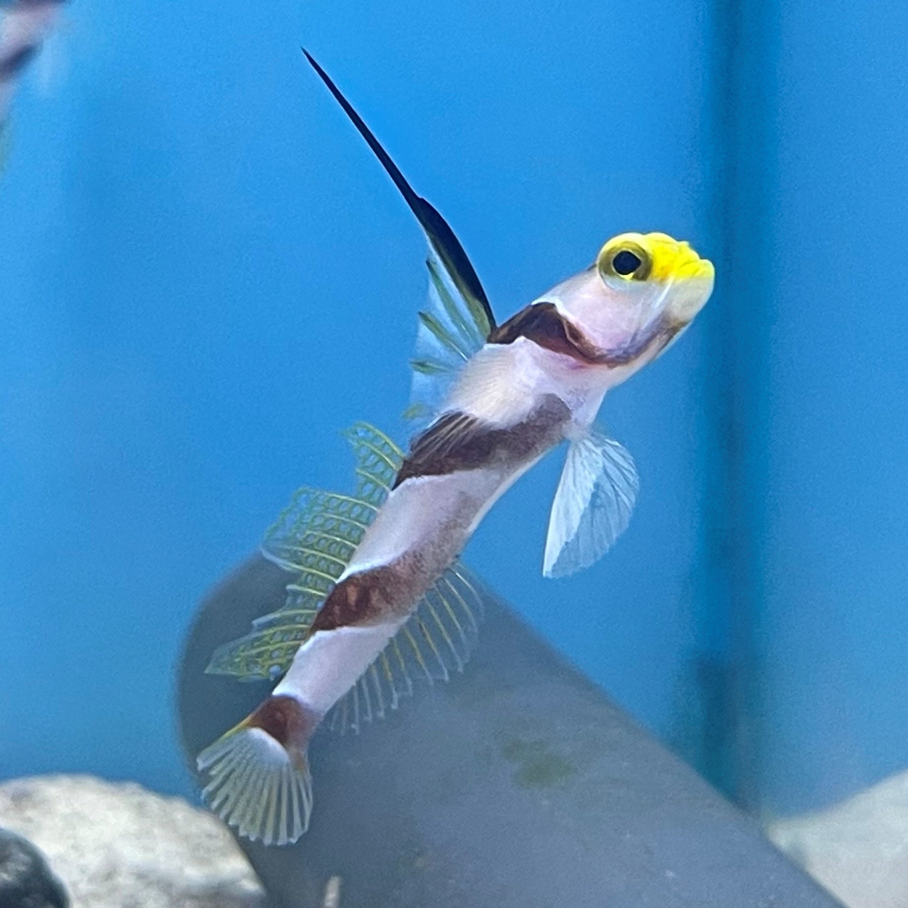 Yellow Nose Goby (stonogobiops nematodes) – Essex Marine Aquatics