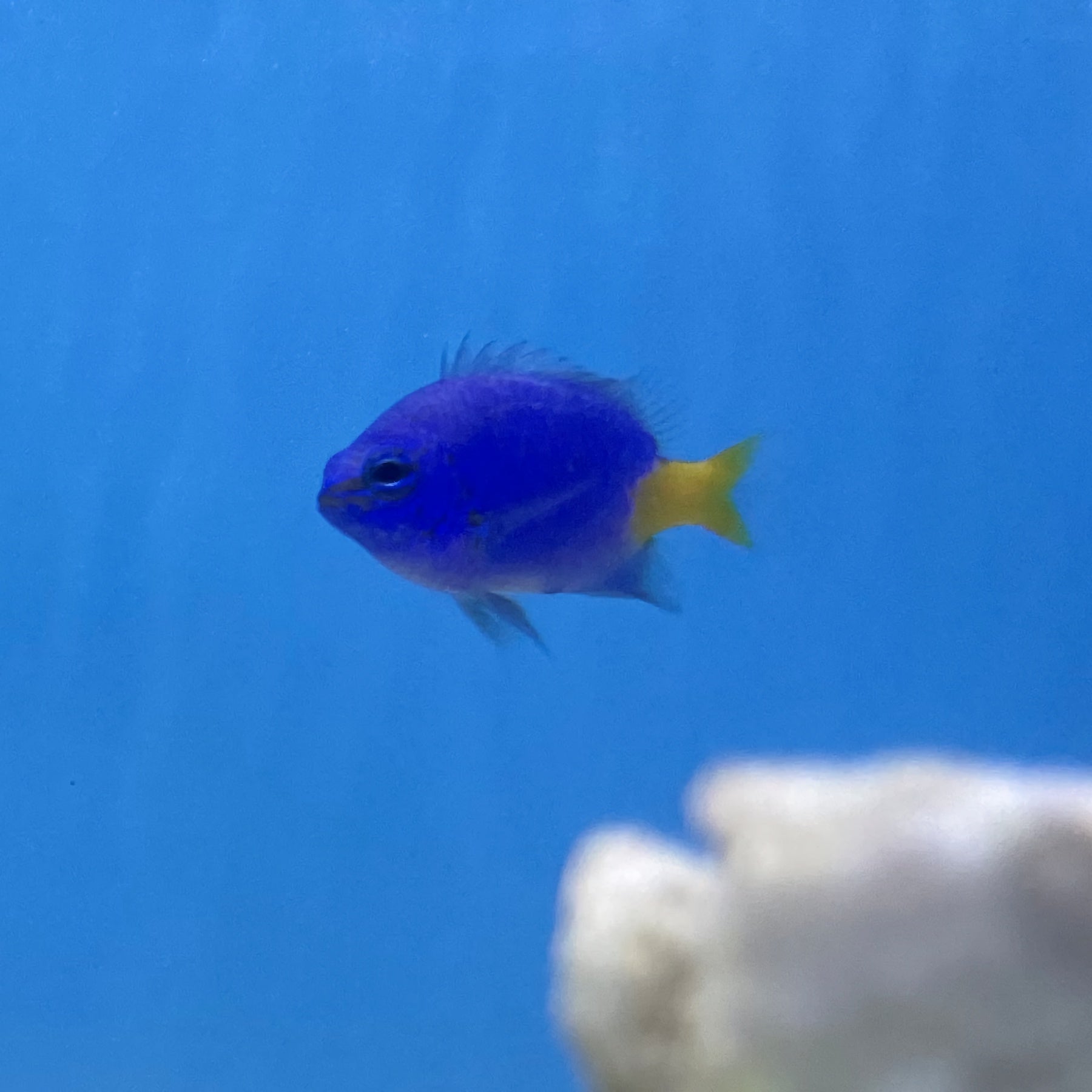 Blue Damsel Fish Blue Damselfish (Chrysiptera Cyanea) Species Profile