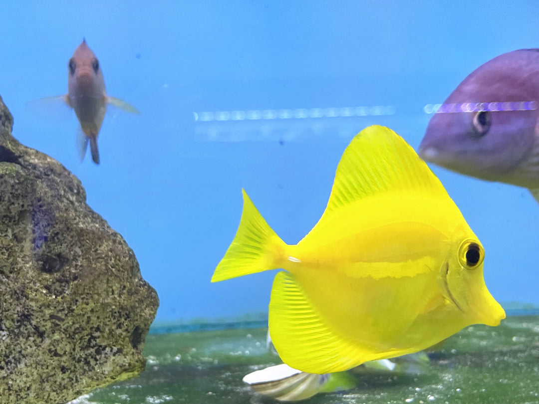 Yellow Tang Images