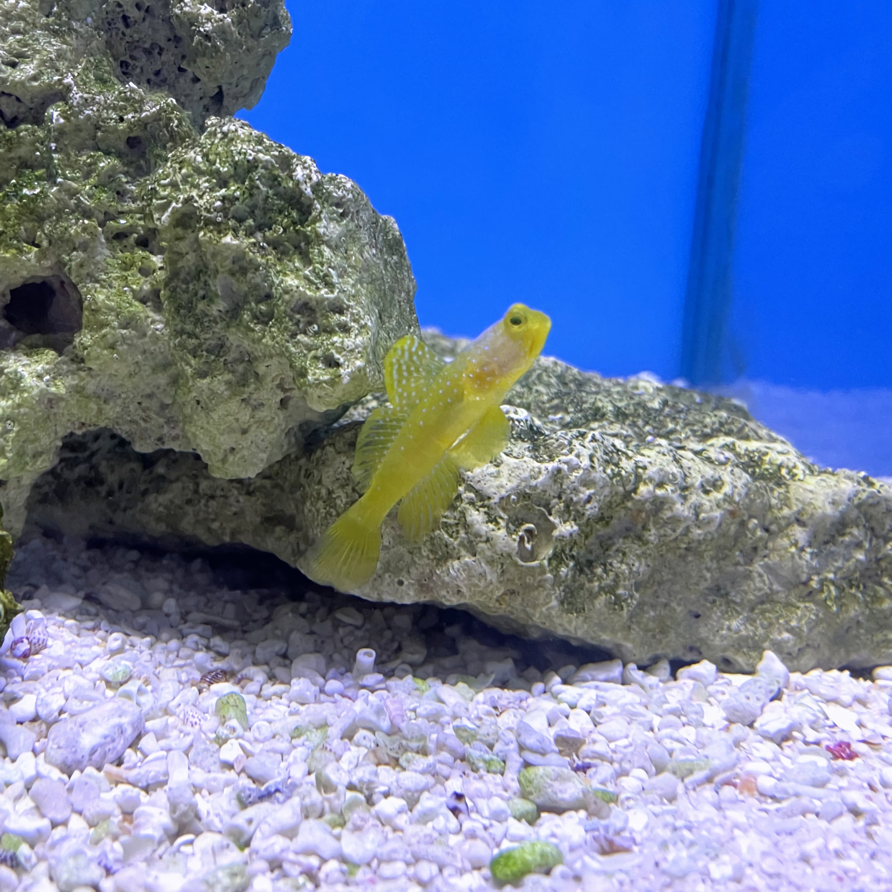 Yellow Watchman Goby (Cryptocentrus cinctus) – Essex Marine Aquatics