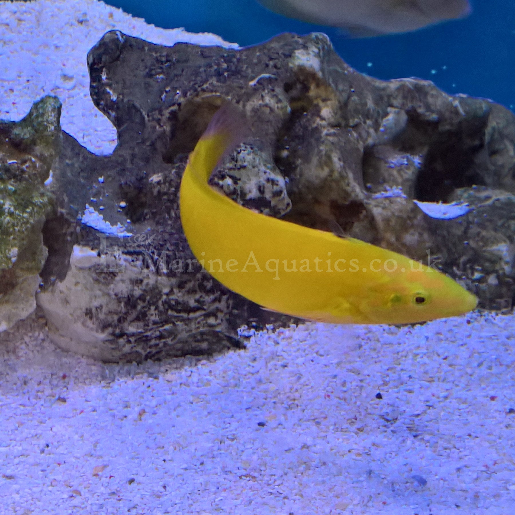 Yellow Coris Wrasse (Halichoeres chrysus) – Essex Marine Aquatics