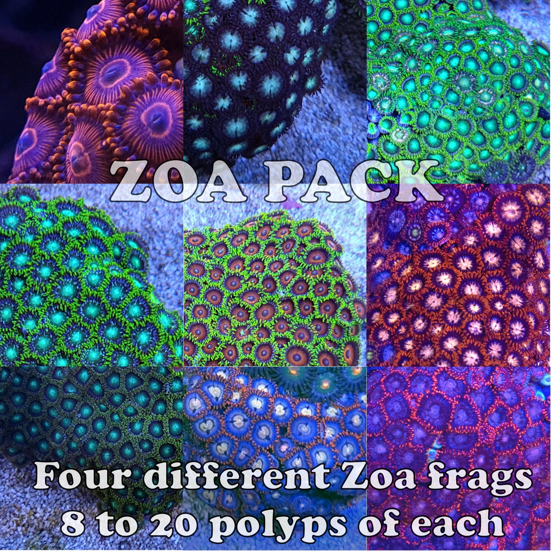 ZOA FRAG PACK - 4 x ZOA FRAGS - 8 to 20 Polyps each - (Online Offer ...