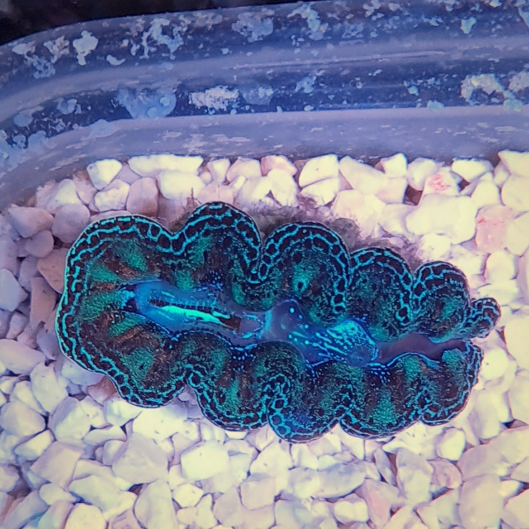 Ultra Blue Crocea Clam (Tridacna crocea) – Essex Marine Aquatics