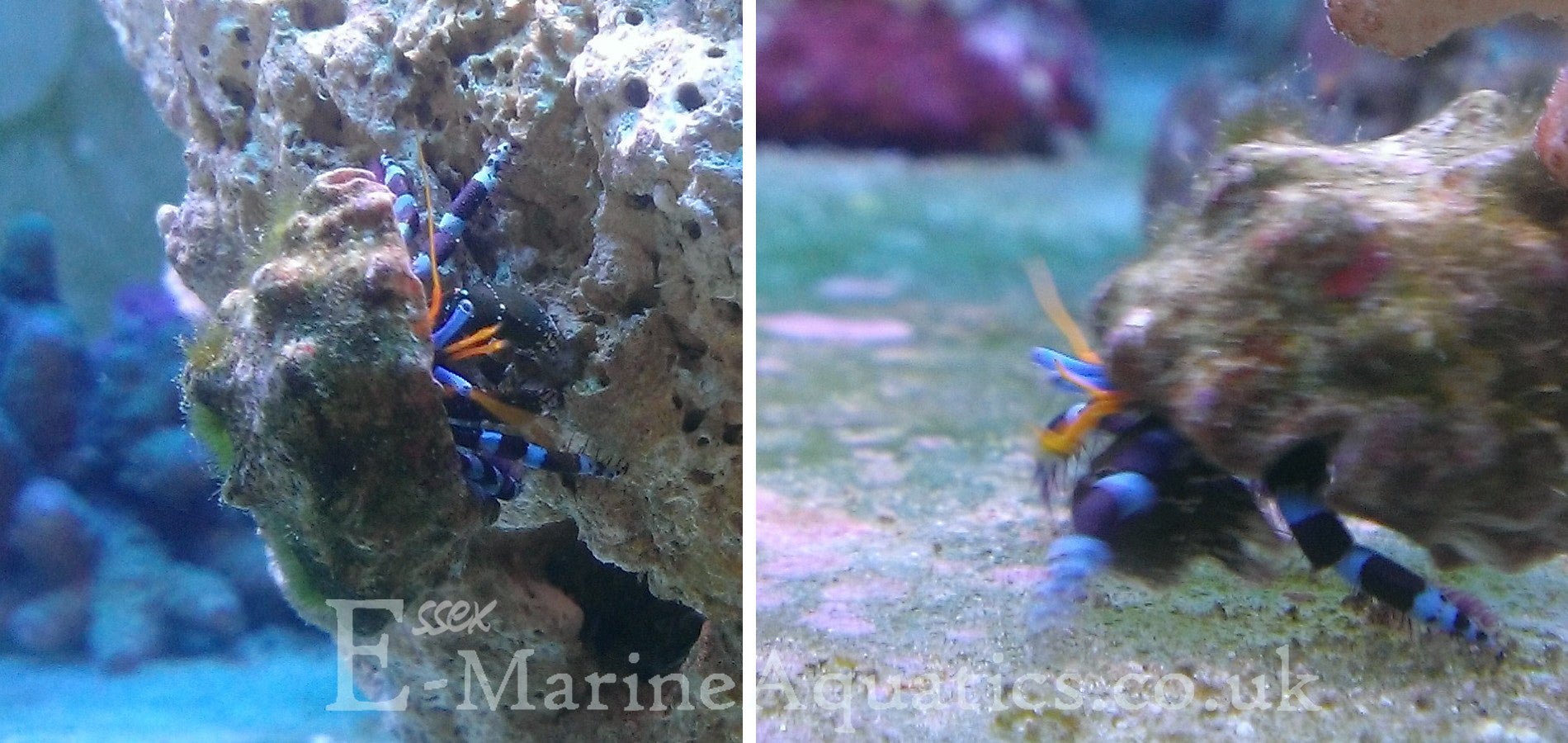 ELECTRIC BLUE LEG HERMIT CRABS (Calcinus elegans) – Essex Marine Aquatics