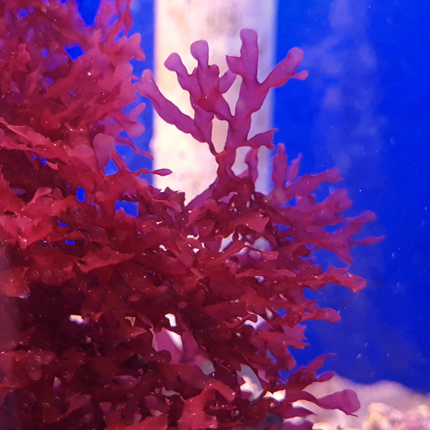 Red Macro Algae (Gracilaria mammillaris) for Marine Aquarium / Refugiu ...