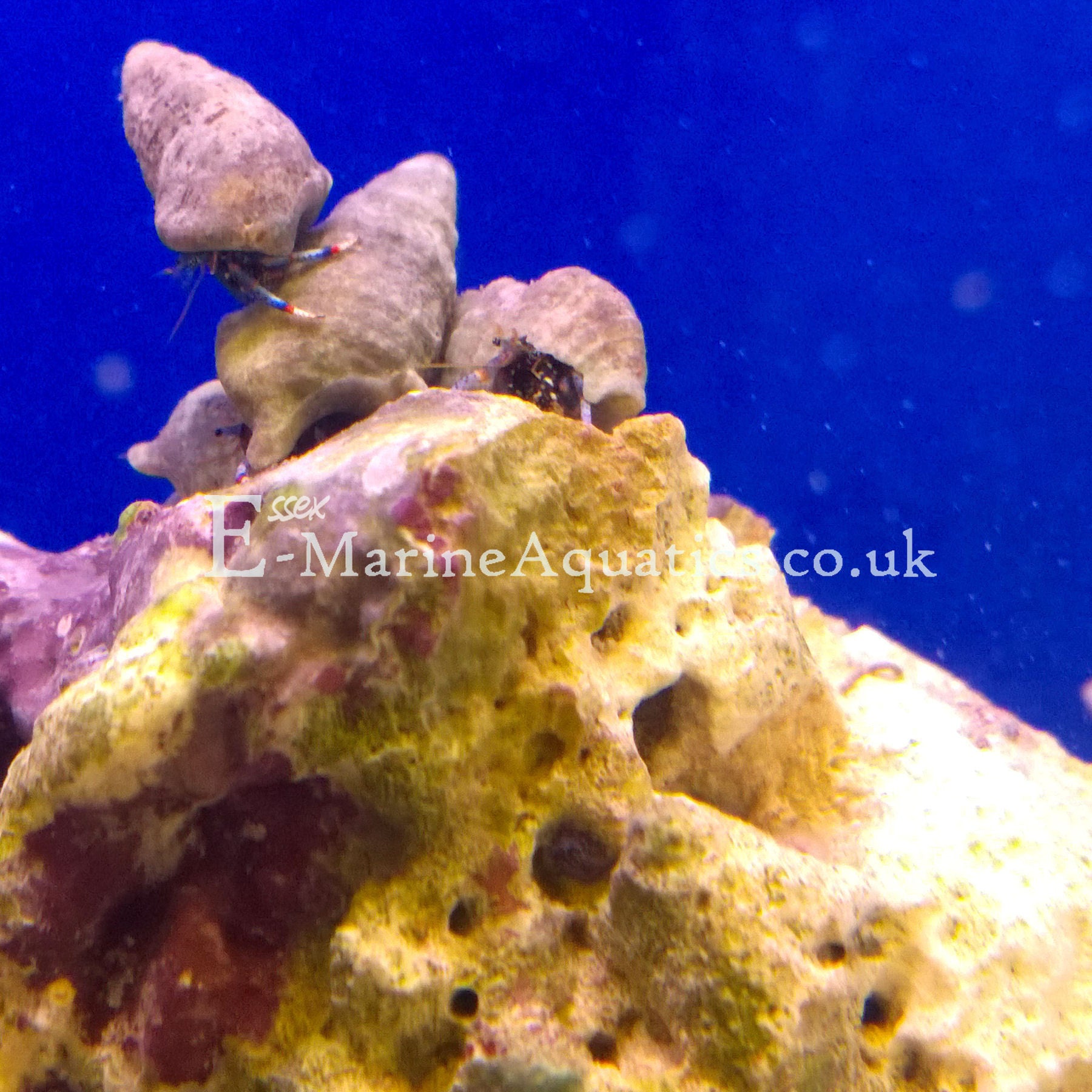 Dwarf Blue Leg Hermit Crabs (Clibanarius tricolor) Reef CUC (WICKFORD ...