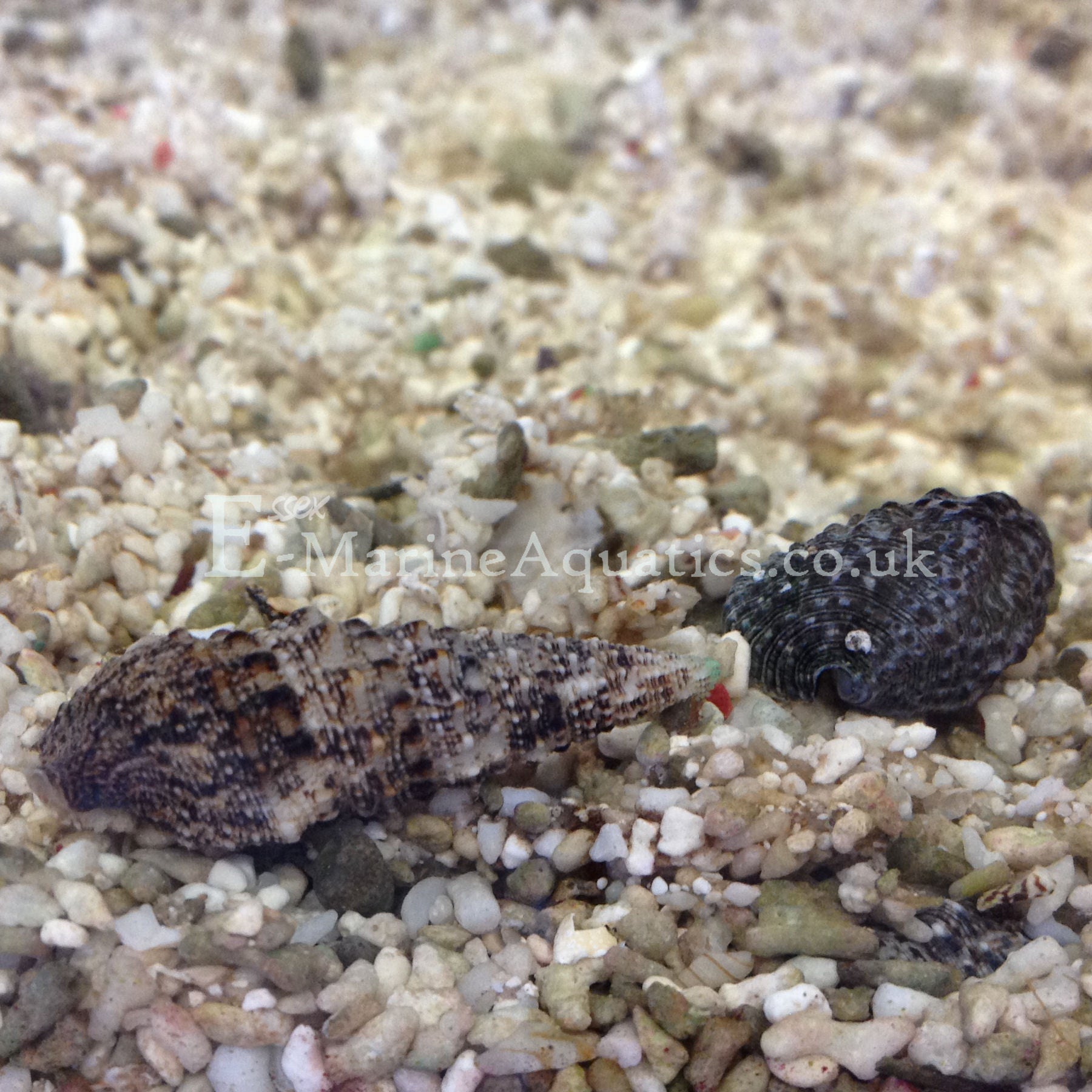 Cerith Snails (Cerithium sp.) – Essex Marine Aquatics